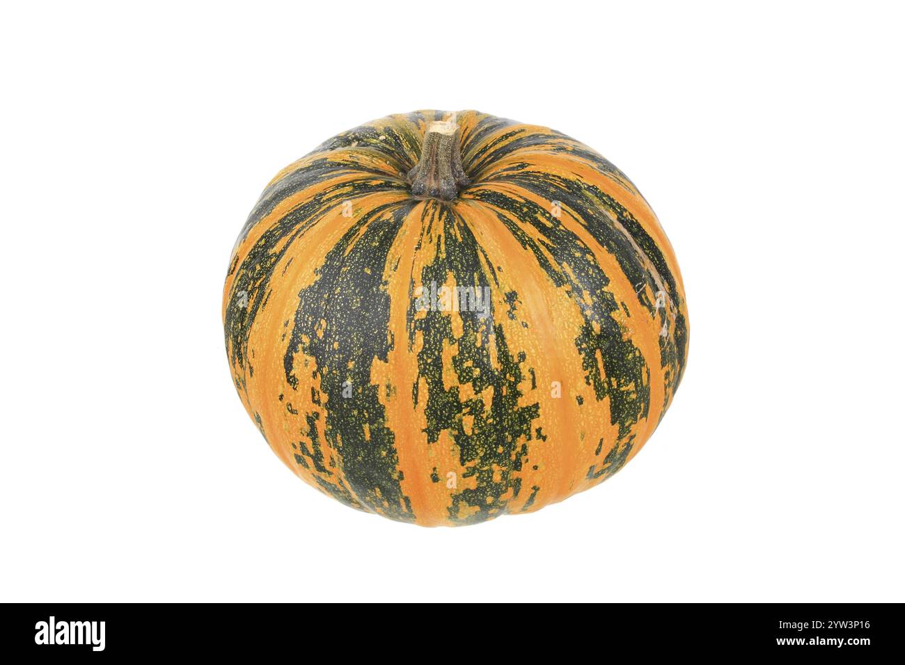 Edible pumpkin of the Styrian oil pumpkin variety One of the most ...