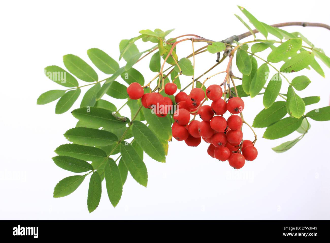 Fruits of the rowan or mountain ash (Sorbus aucuparia), free-standing ...