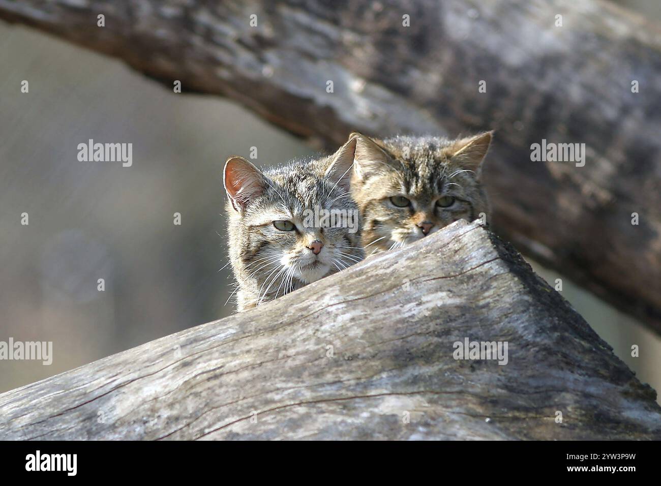 Two young wildcats (Felis sylvestris) Federal Republic of Germany Stock ...