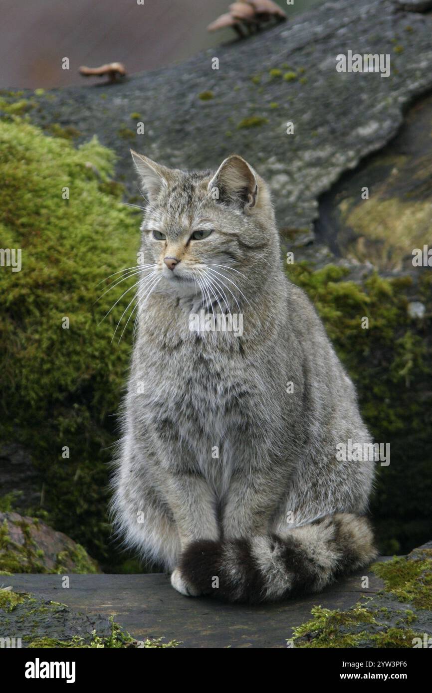 European wildcat (Felis sylvestris), Weilburg Zoo Federal Republic of ...