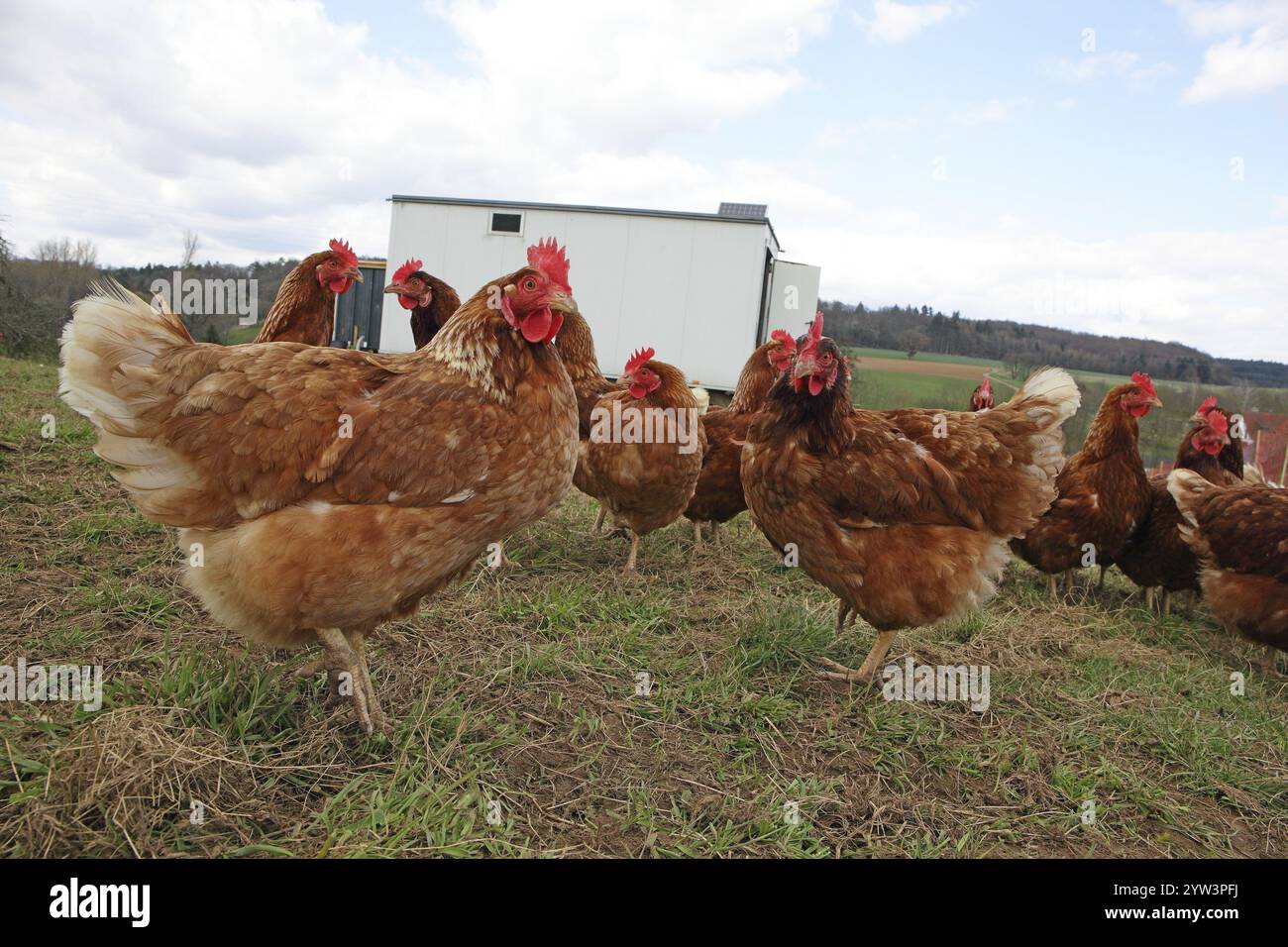 Animals structure hi-res stock photography and images - Alamy