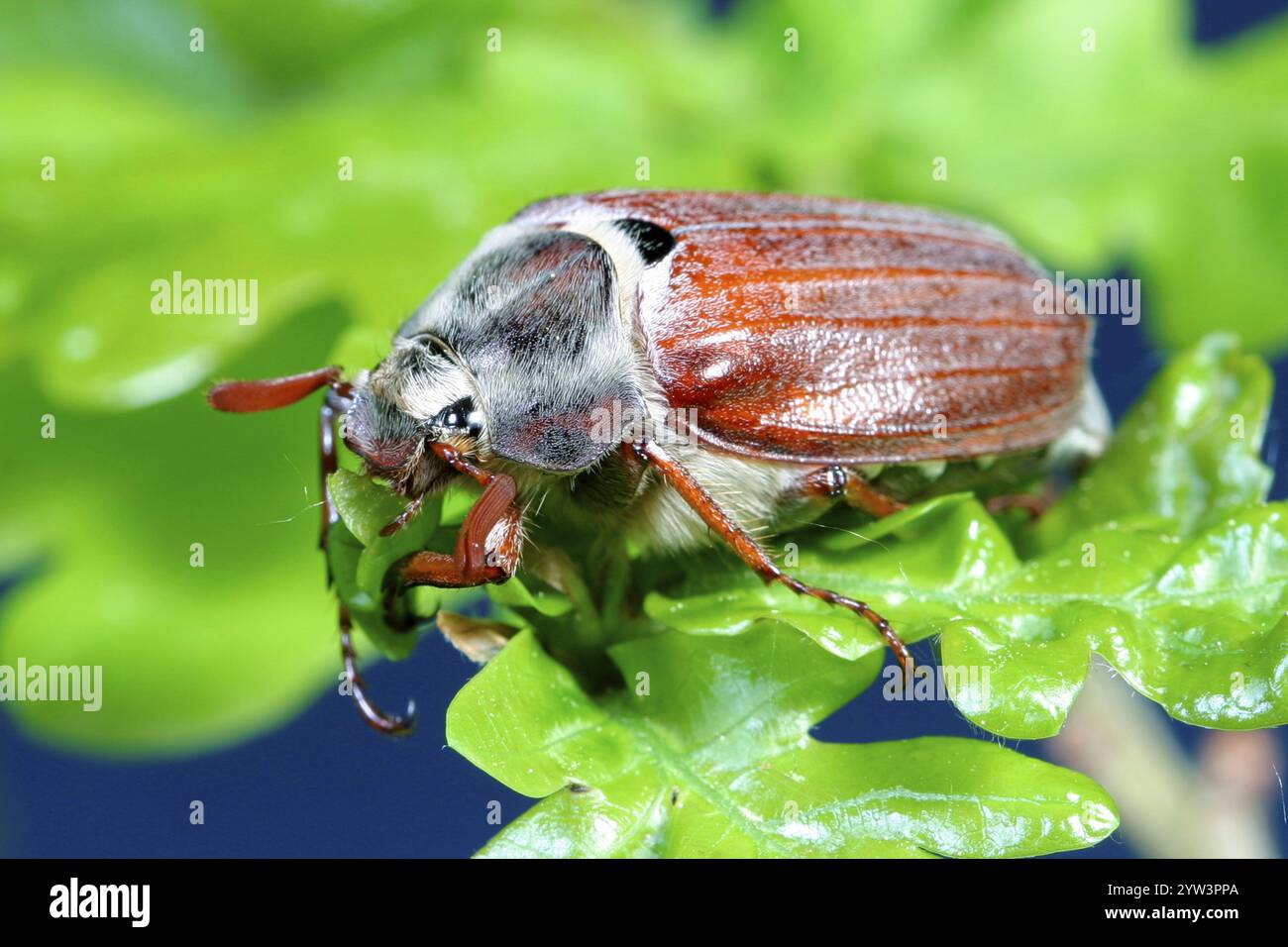 May beetle (Melolontha melolontha) on fresh oak leaves, Animals, Insect ...