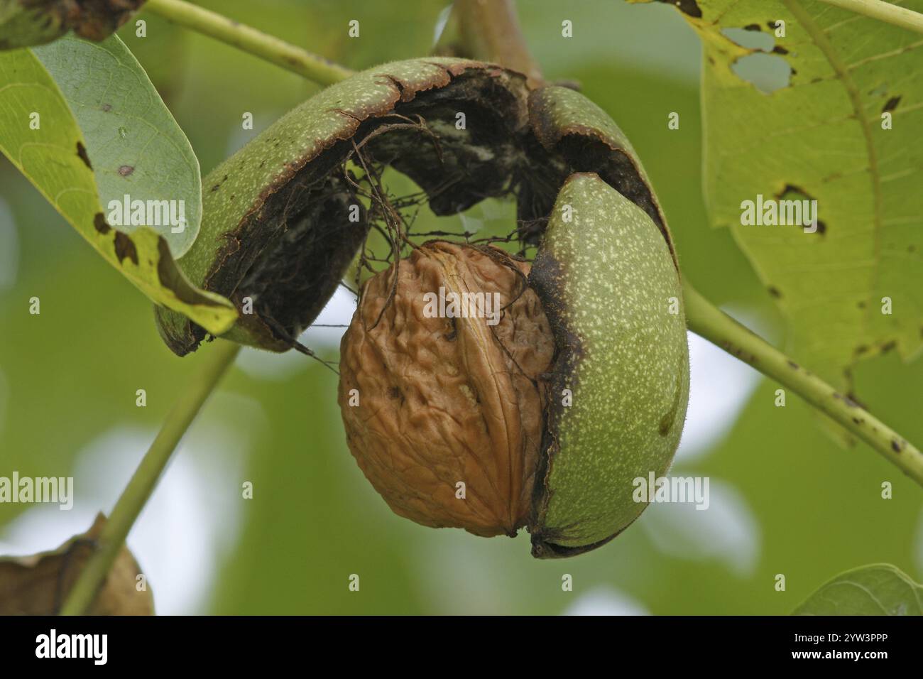 The fruit of the real walnut on the walnut tree, (Juglans regia), nut ...