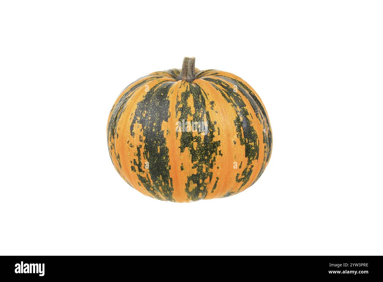 Edible pumpkin of the Styrian oil pumpkin variety One of the most ...