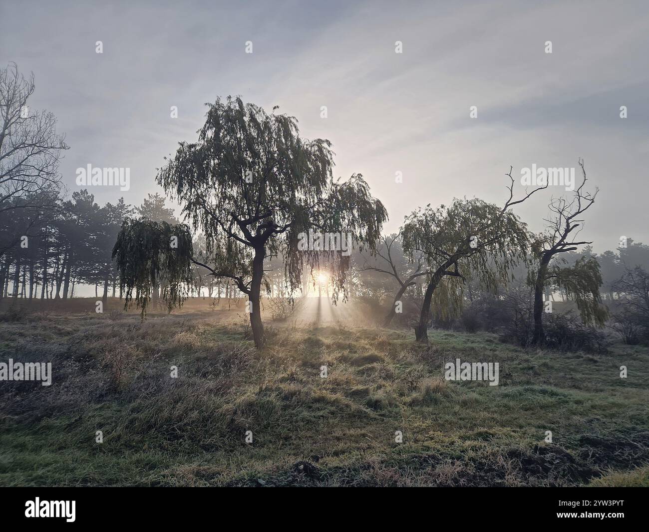 Hazy landscape with the sun rising through the trees casting rays of ...