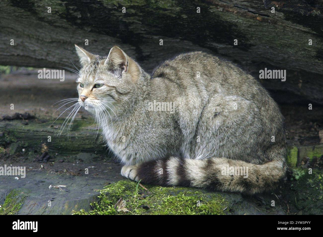 European wildcat (Felis sylvestris), Weilburg Zoo Federal Republic of ...