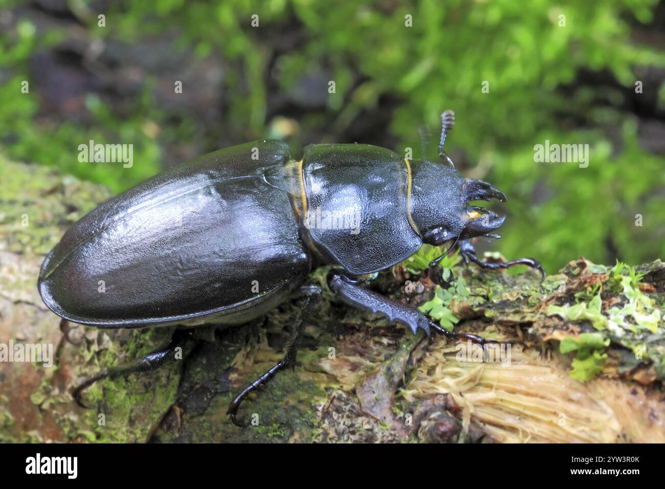 Female stag beetle (Lucanus cervus), animals, insect, insects, beetles ...