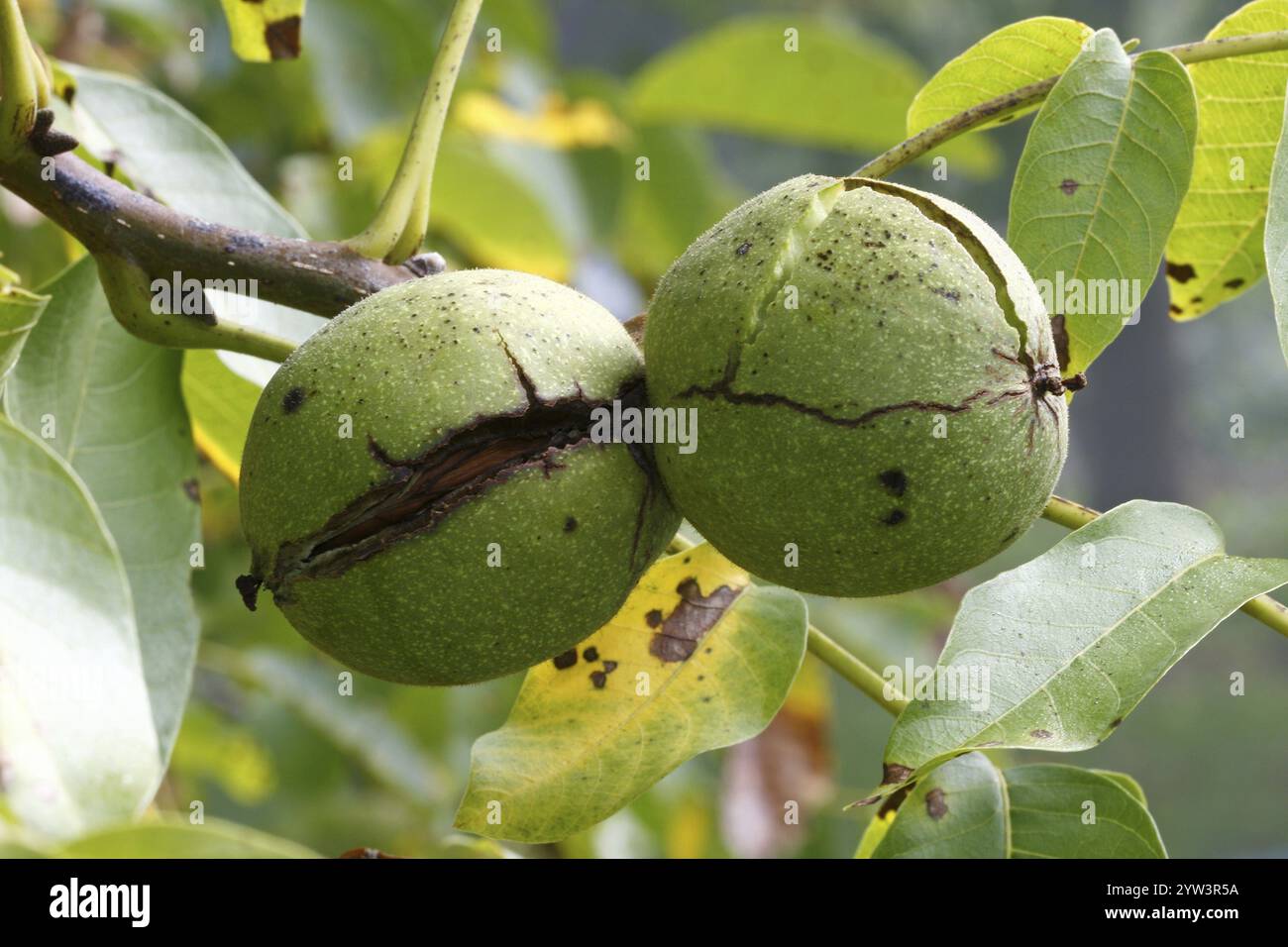 The fruit of the real walnut on the walnut tree, (Juglans regia), nut ...