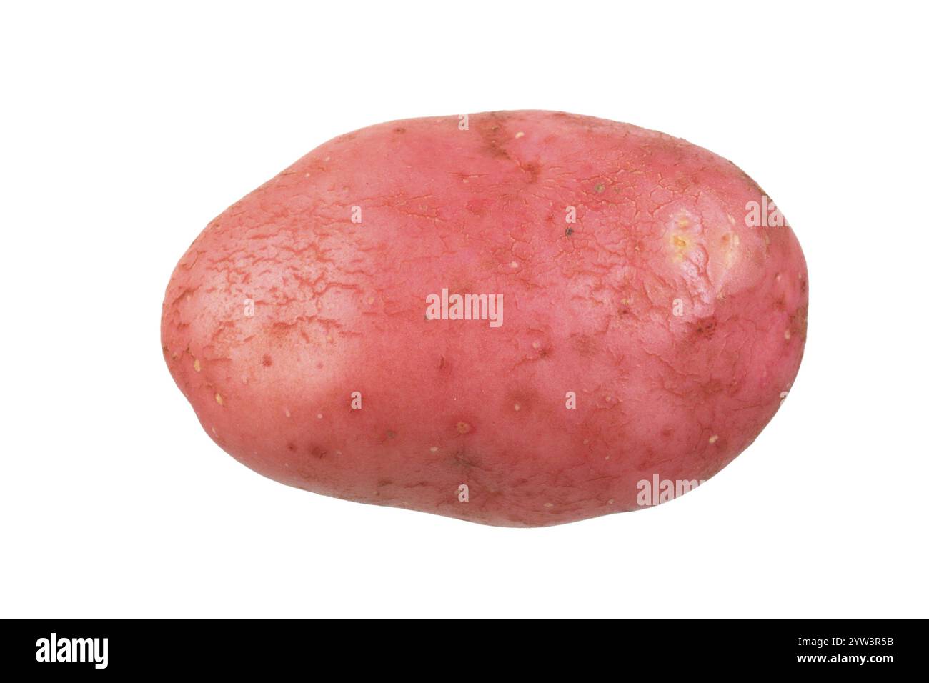 Potato variety Rote Emmalie, red coloured heather potato, vegetable ...