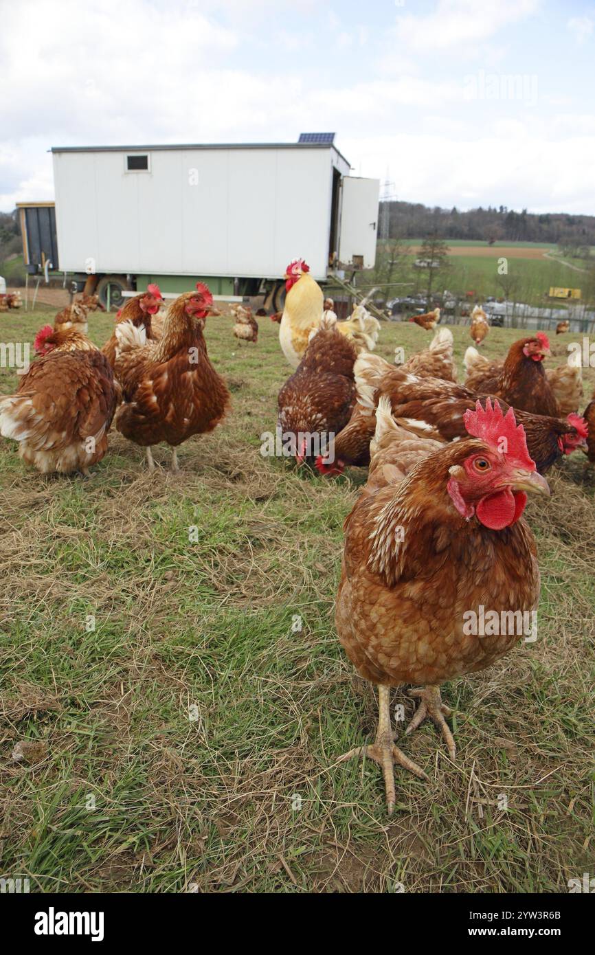 Free-range chickens with a run in a meadow. In the background is a ...