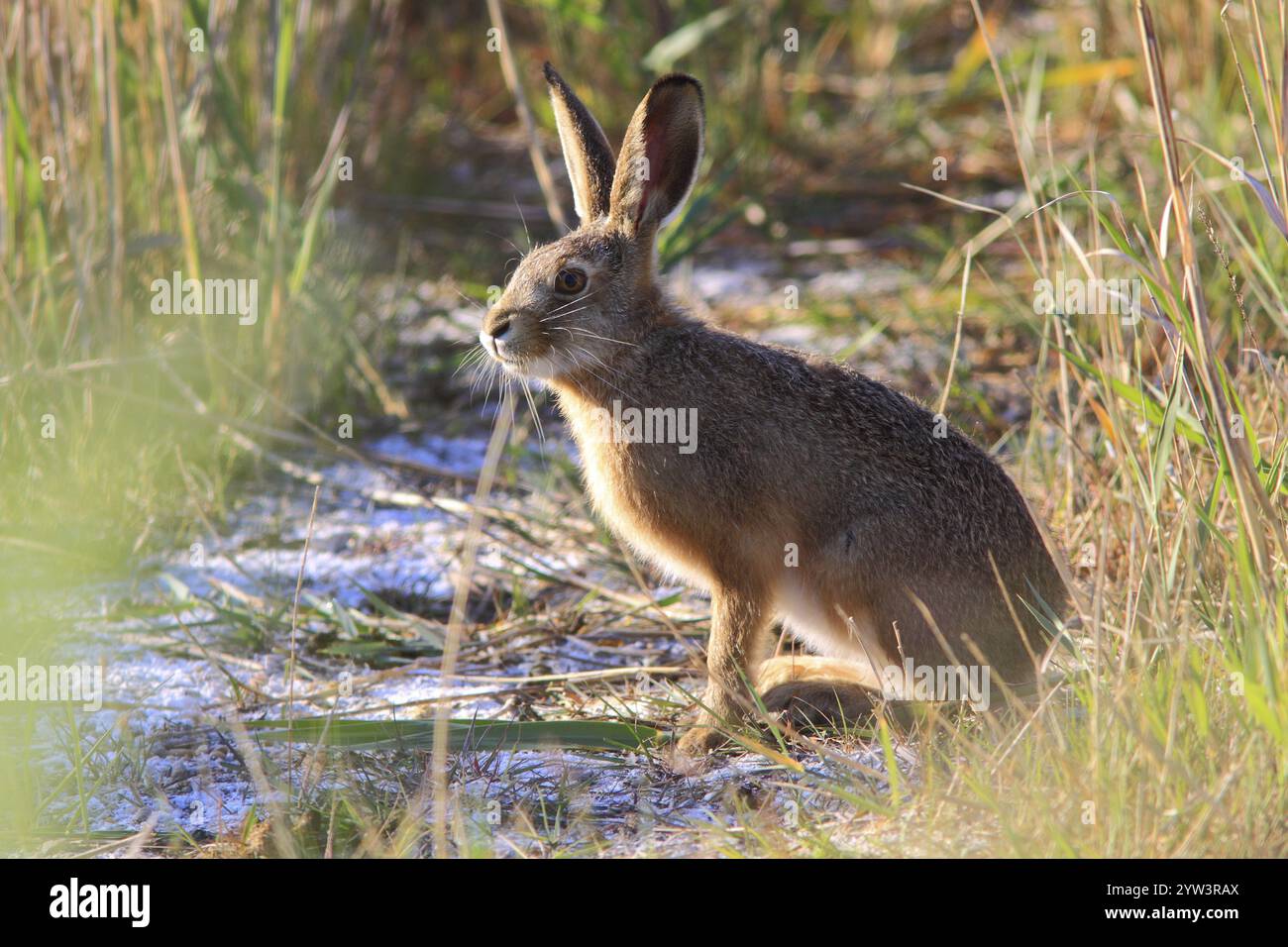 European brown hare (Lepus europaeus), animal, animals, mammal, mammals ...
