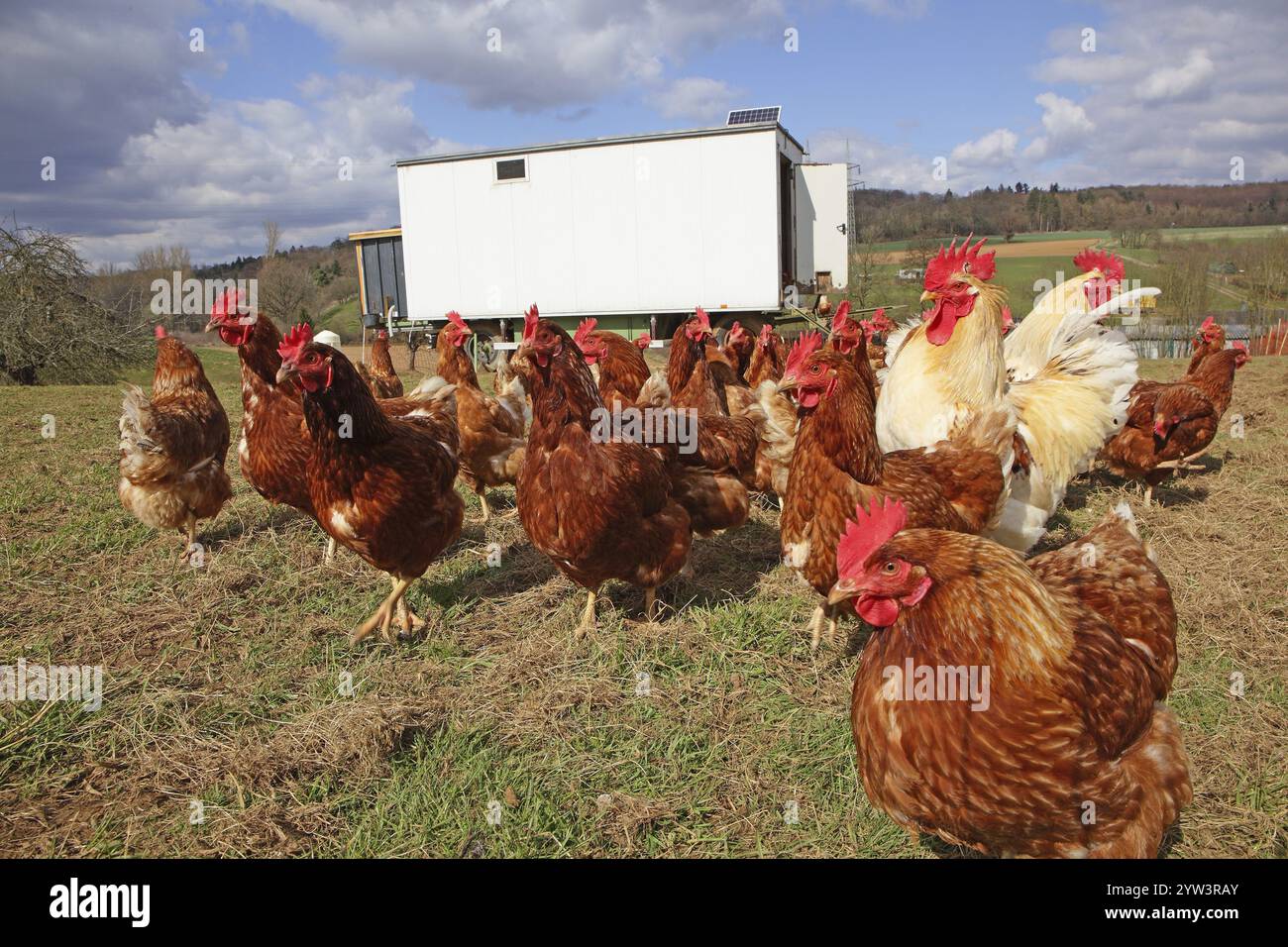 Free-range chickens with a run in a meadow. In the background is a ...