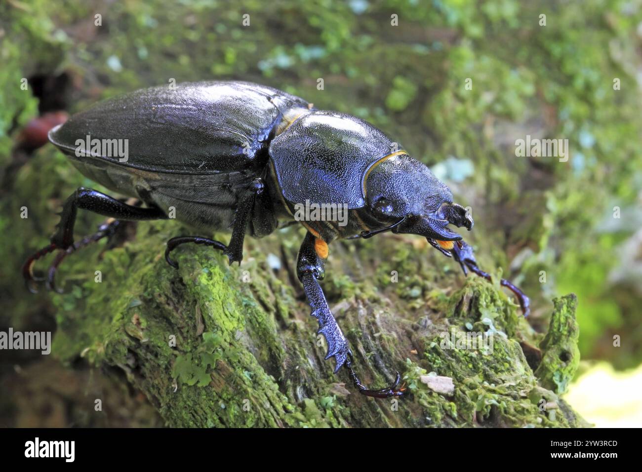 Female stag beetle (Lucanus cervus), animals, insect, insects, beetles ...