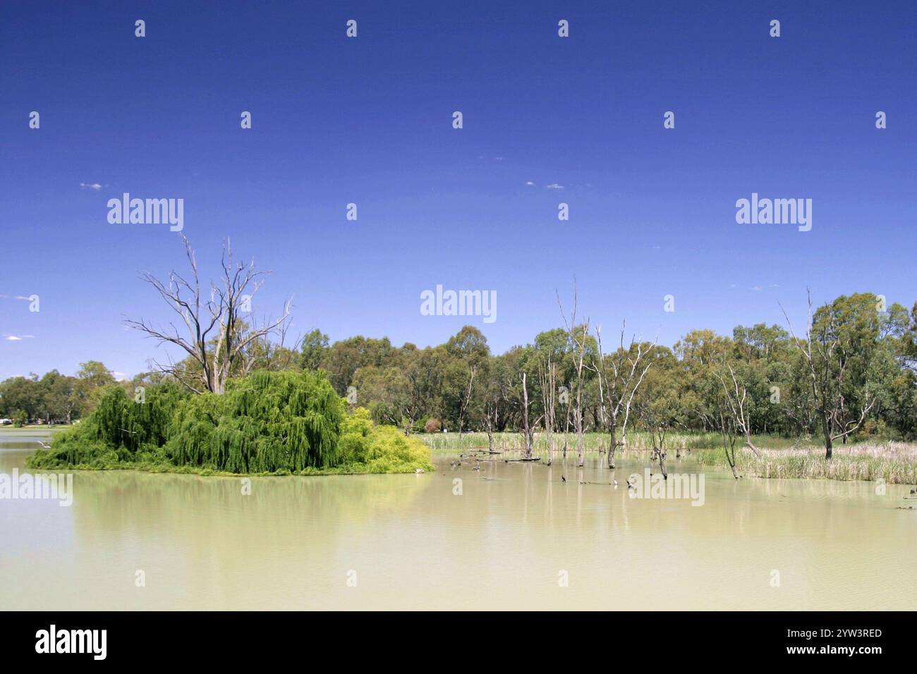 The Murray River in Australia with eucalyptus trees in the Murray River ...