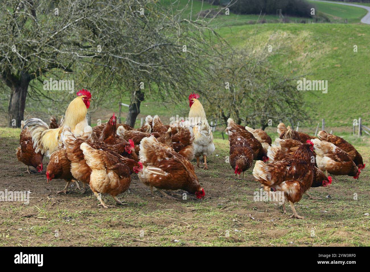 Free-range chickens with run in a meadow. Animals, birds, chicken birds ...