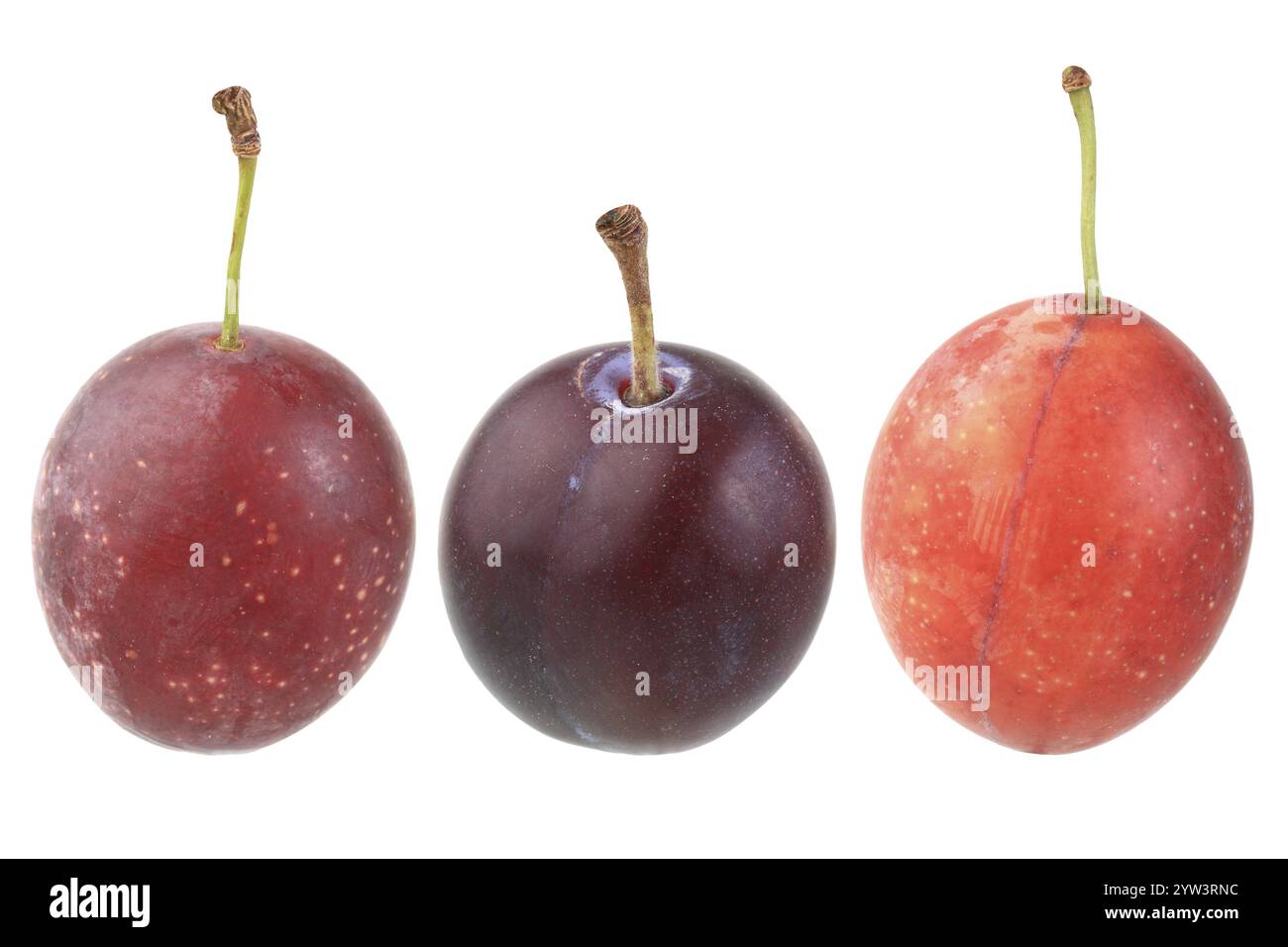 Stone fruit, plum variety, plum variety, cherry plum, myrobolane, three ...