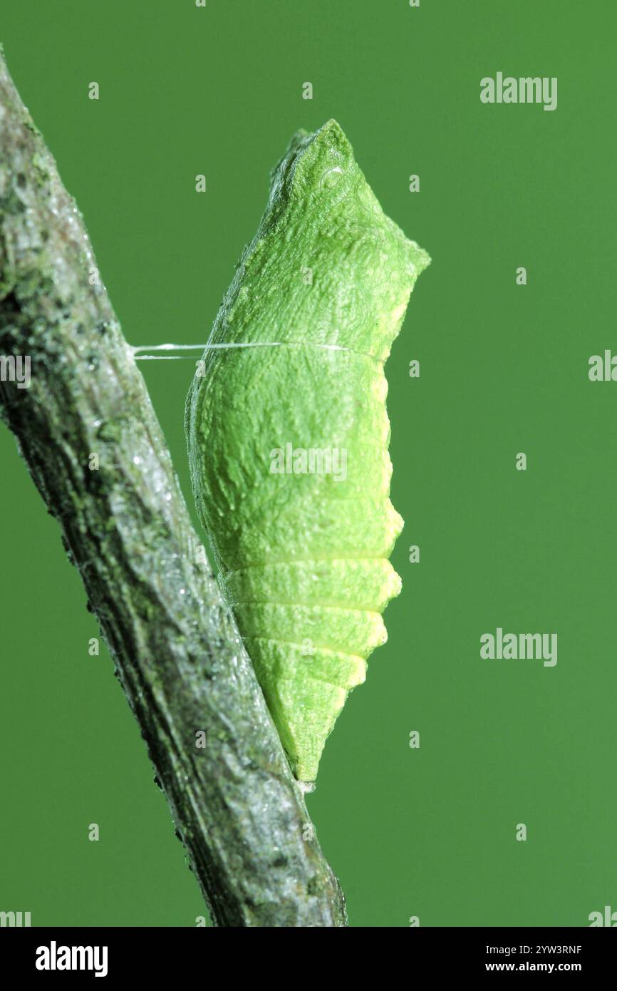 The pupa of a swallowtail butterfly (Papilio machaon) on a wooden stalk ...