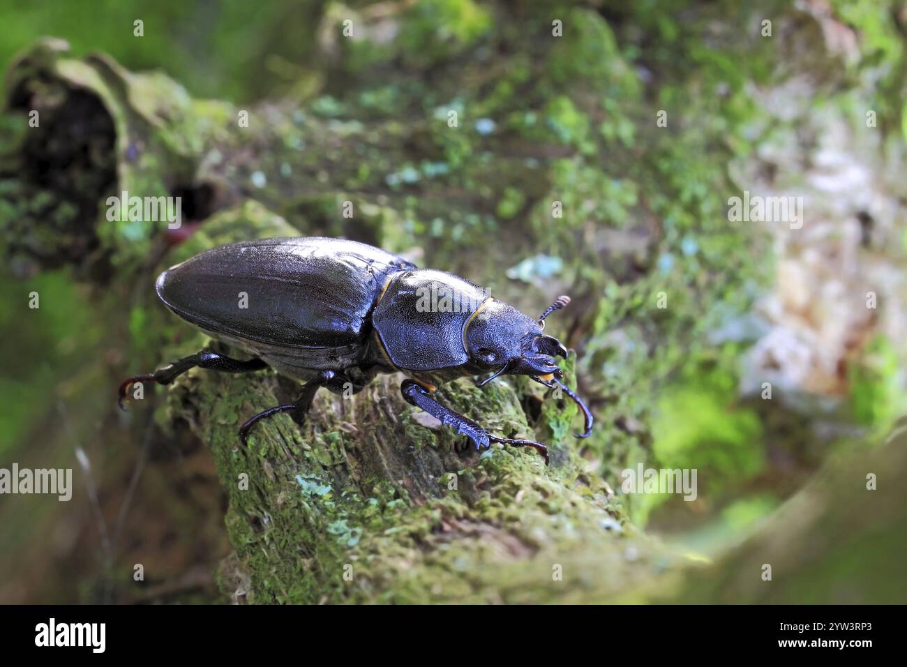 Female stag beetle (Lucanus cervus), animals, insect, insects, beetles ...