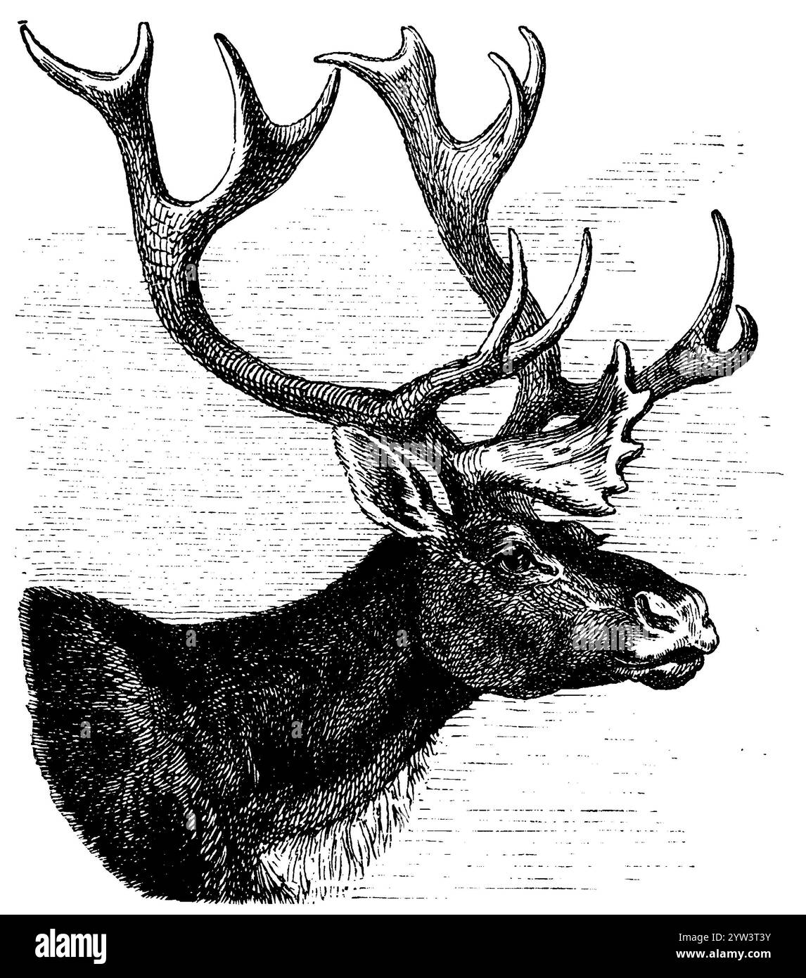 Caribou Head Drawing 3,300+ Stag Head Drawing Stock Photos, Pictures