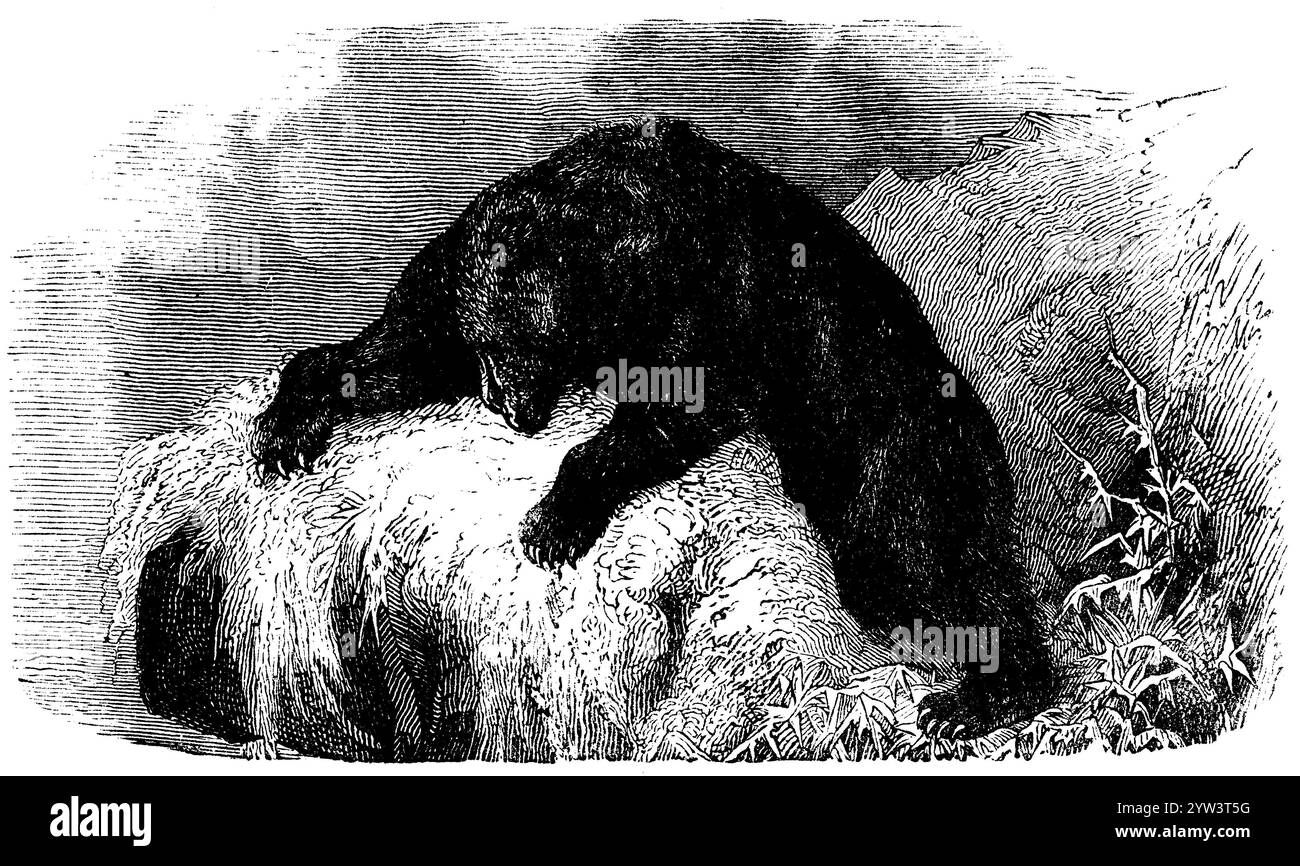 How to draw brown bear Black and White Stock Photos & Images - Alamy