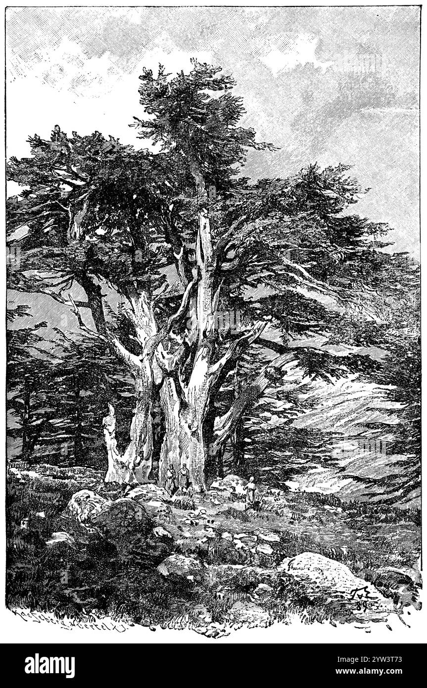 Cedar of Lebanon, Cedrus libani, (, ), Libanonzeder, Cèdre du Liban ...