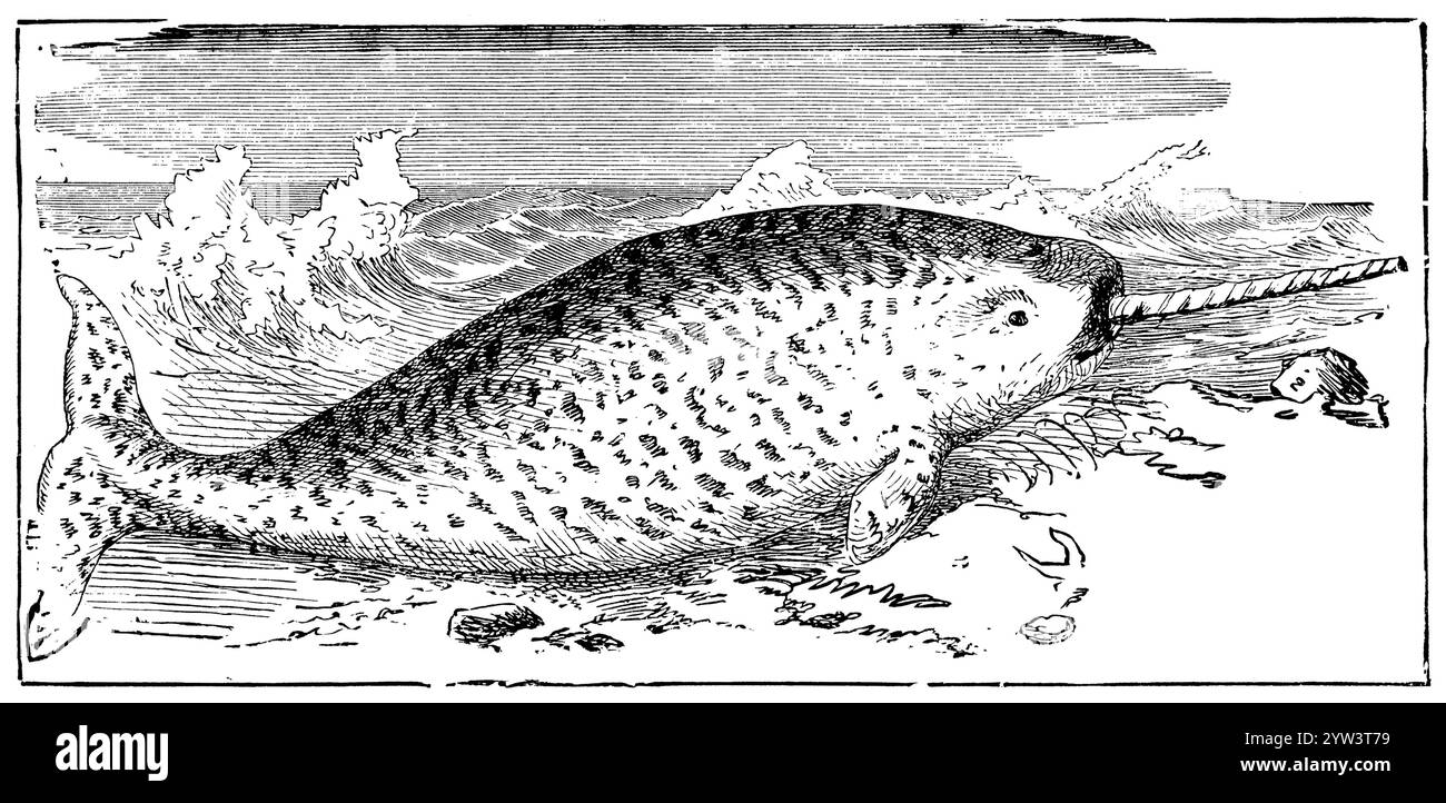 narwhal, Monodon monoceros, (, ), Narwal, narval Stock Photo - Alamy