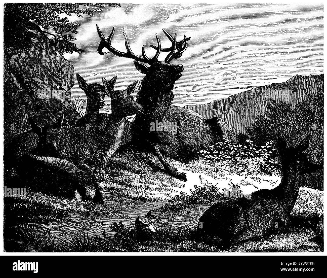 Rothirsch Black and White Stock Photos & Images - Alamy