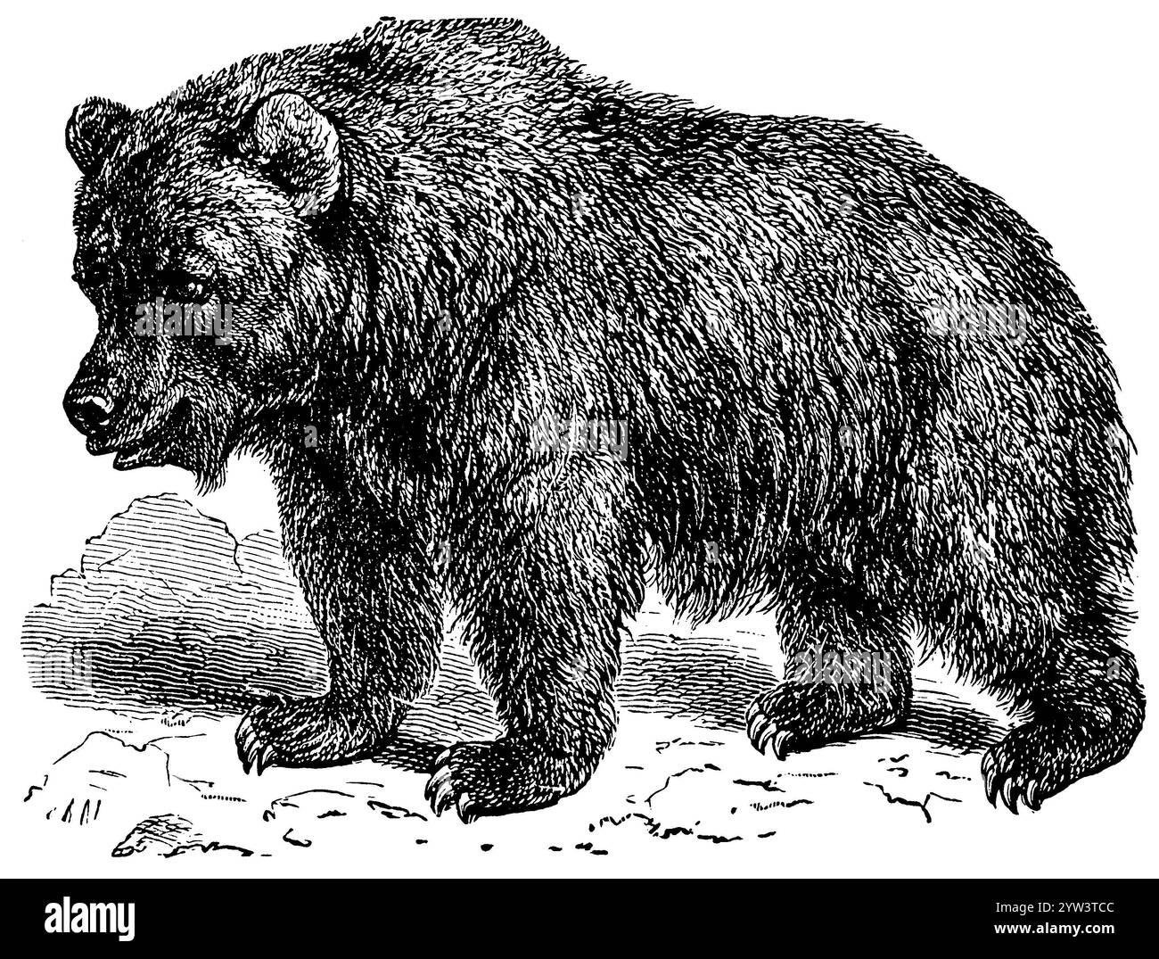 How to draw brown bear hi-res stock photography and images - Alamy