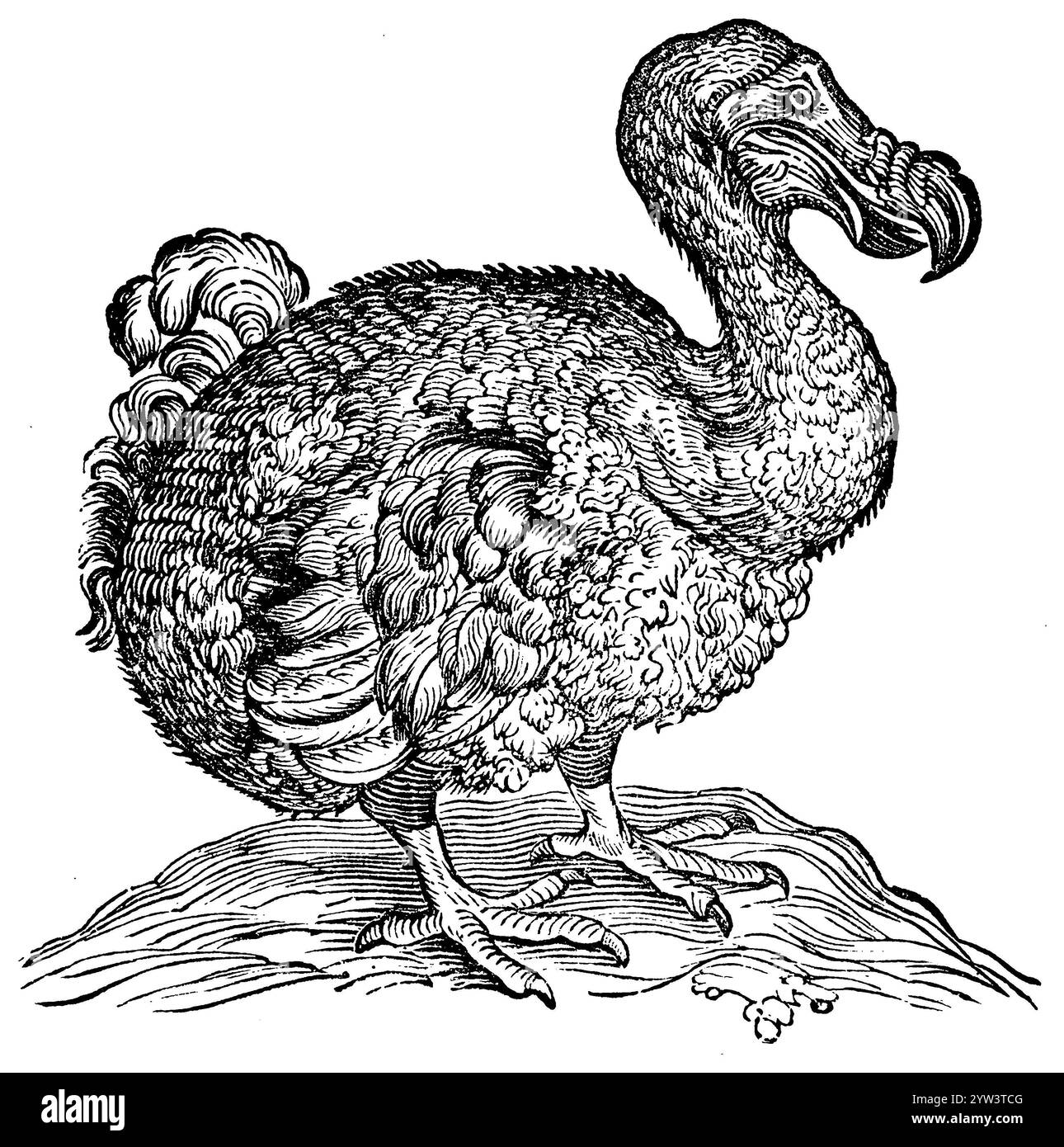 Dodo, Raphus cucullatus, (, ), Dodo, Dronte de Maurice, dodo Stock ...