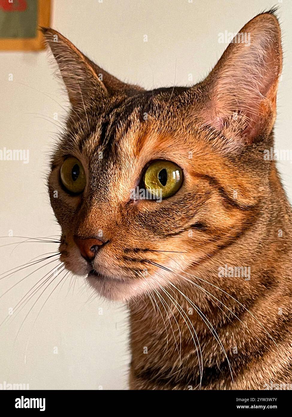 Tabby cat face hi-res stock photography and images - Alamy