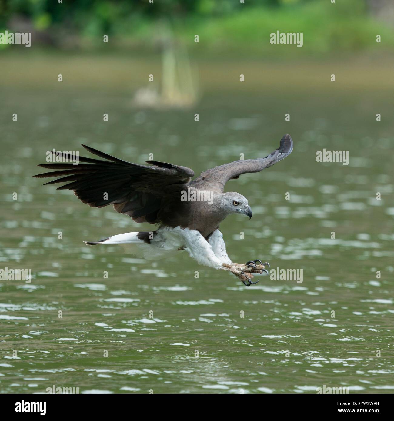 Outstretched talons hi-res stock photography and images - Alamy