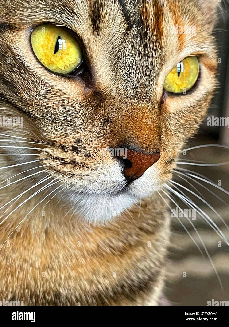 Tabby cat face hi-res stock photography and images - Alamy