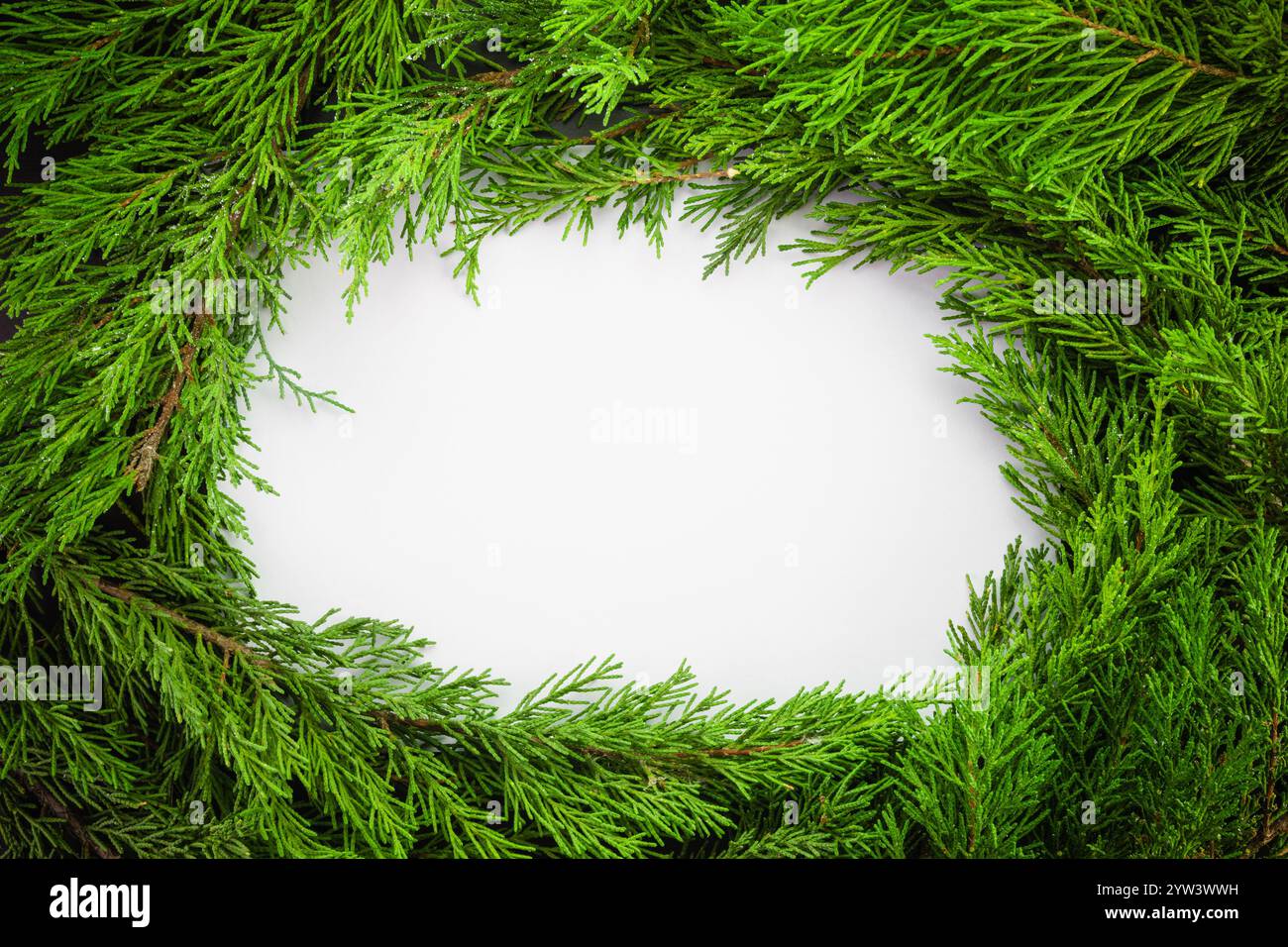 2025 New year concept and background. Green fir branches framing blank ...