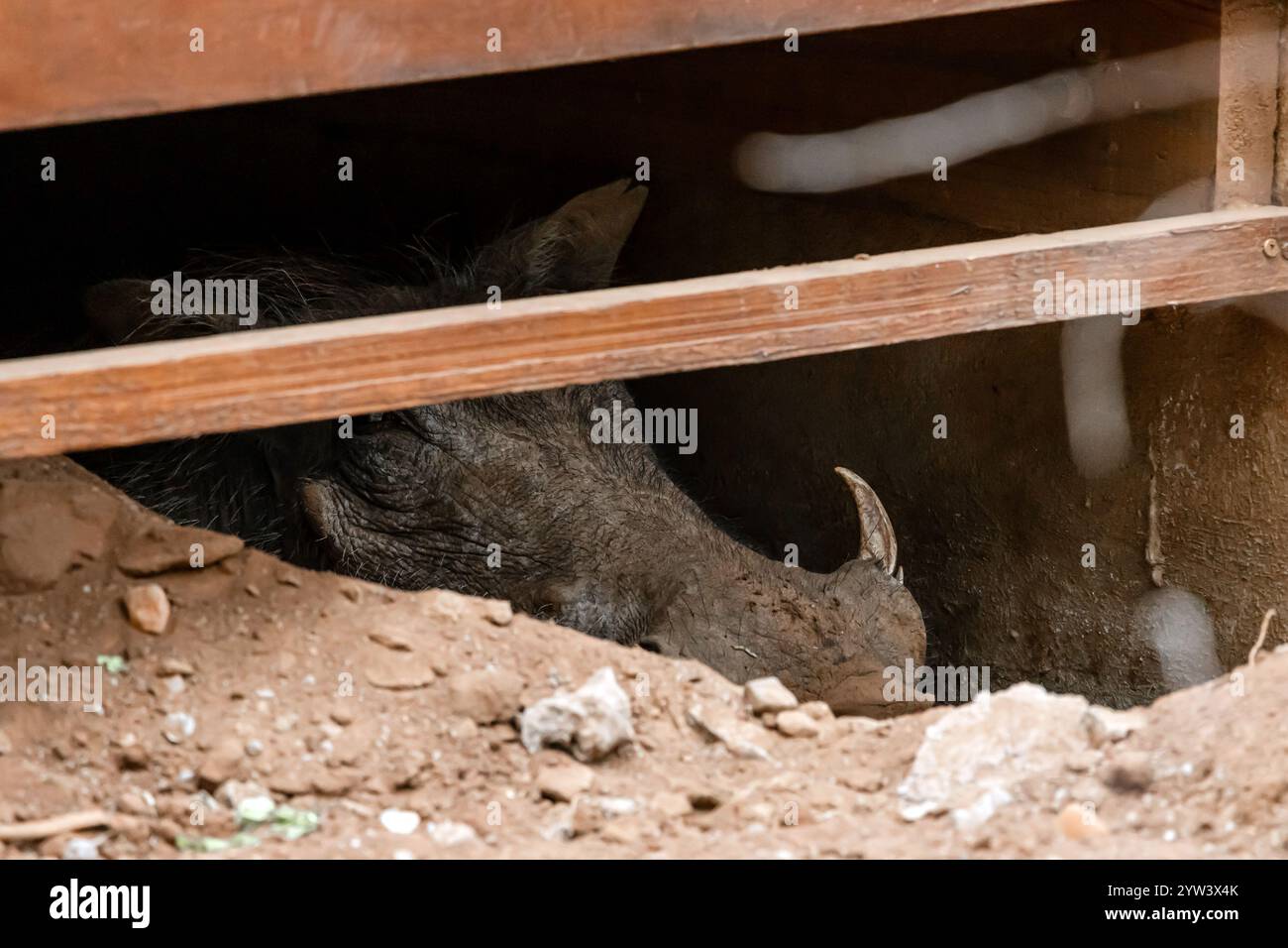 Warthog in the shade hi-res stock photography and images - Alamy