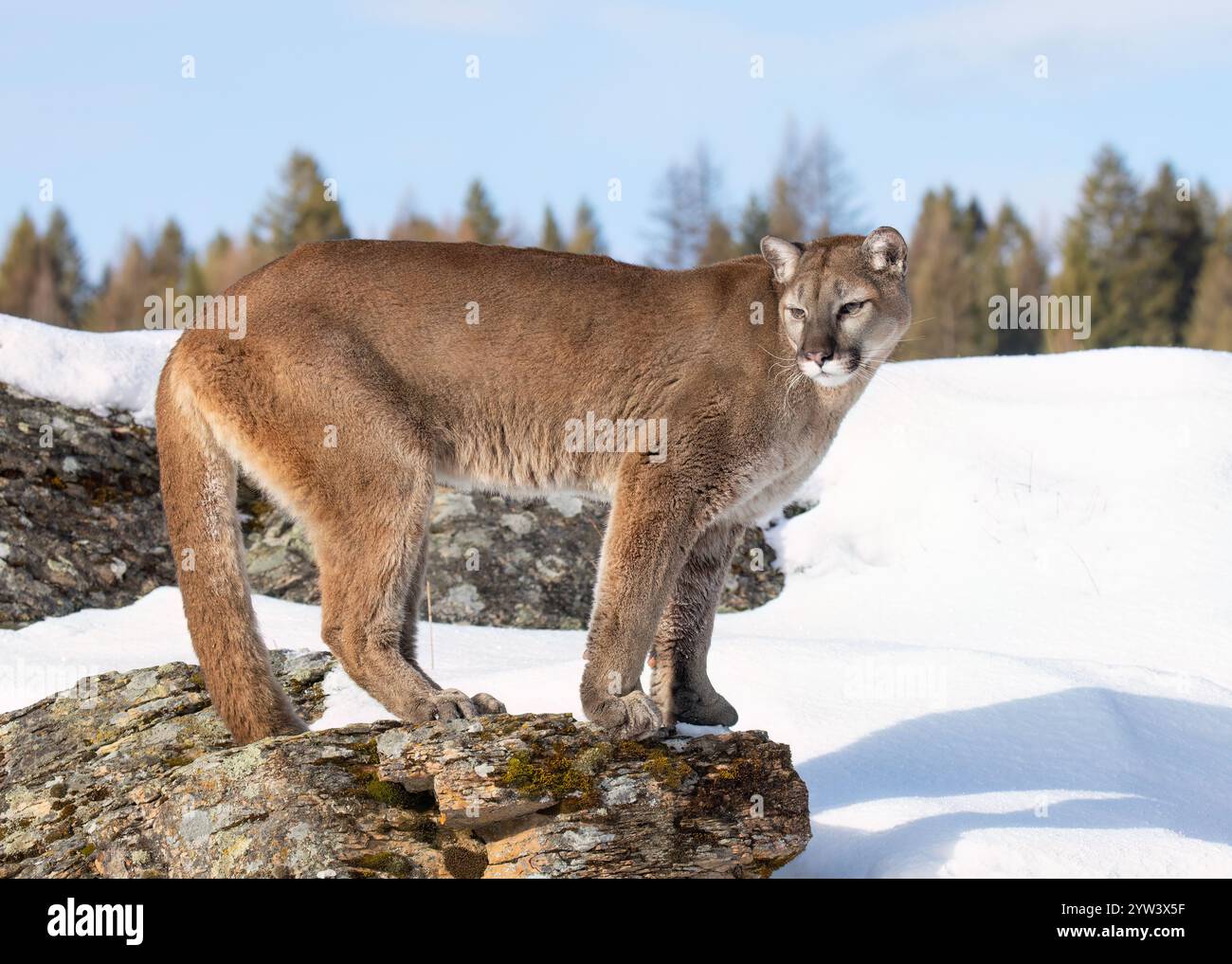 Cougar or Mountain lion (Puma concolor) walking on top of rocky ...