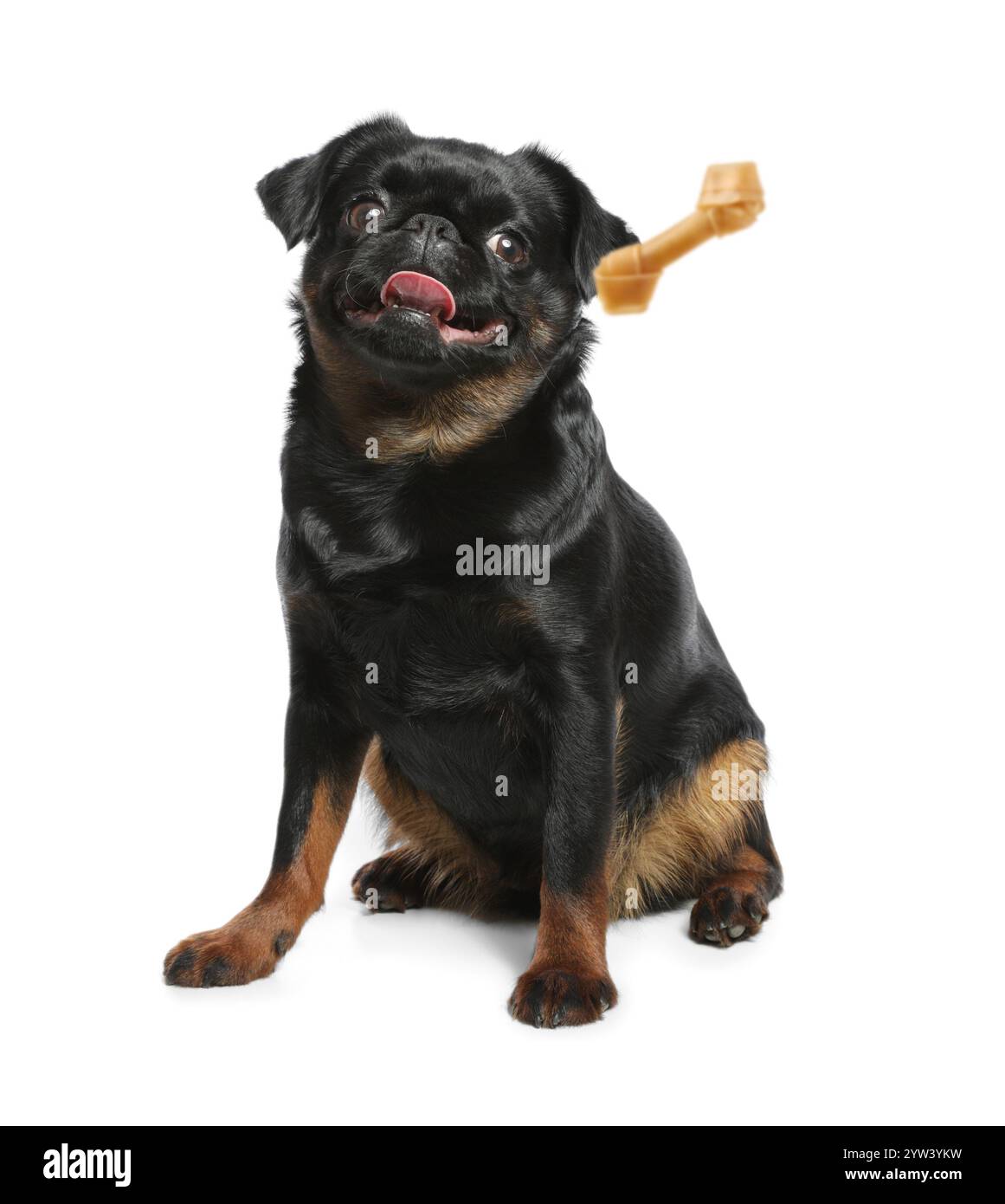 Cute dog and flying chew bone on white background. Pet care Stock Photo ...