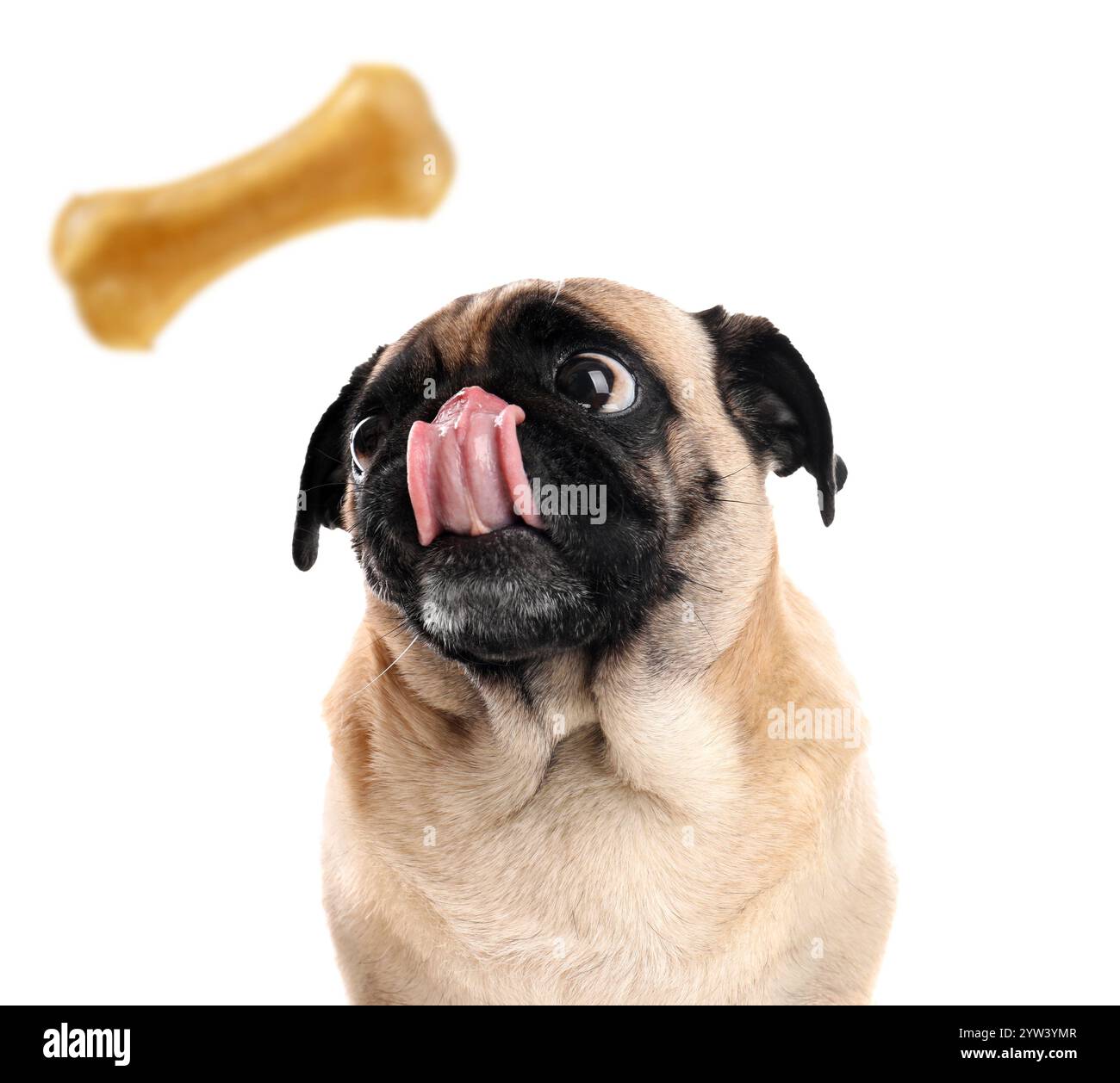 Cute dog and flying chew bone on white background. Pet care Stock Photo ...