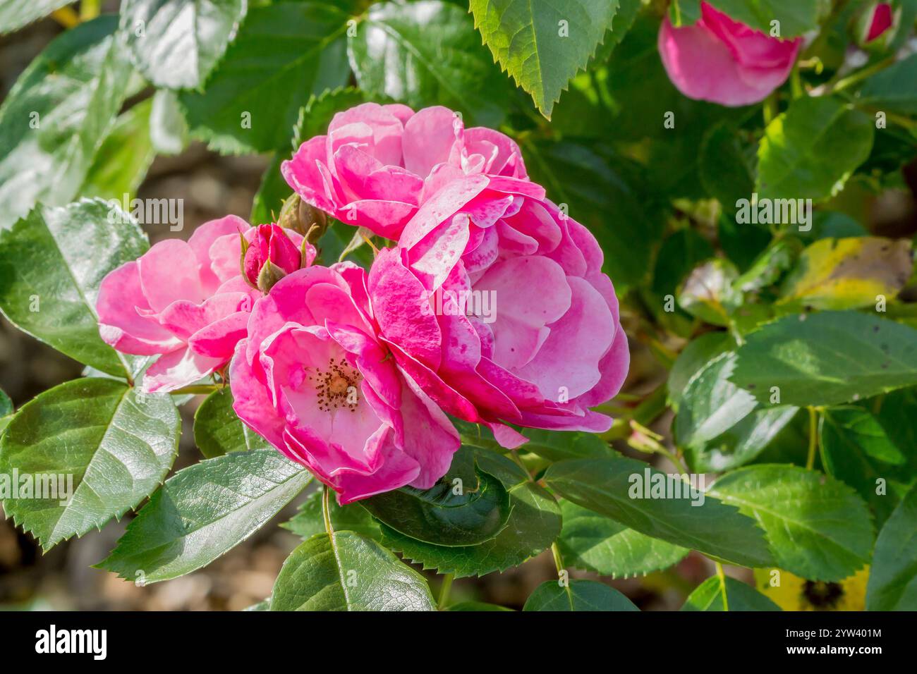 Rose tree 'Angela' in bloom in a garden Stock Photo - Alamy