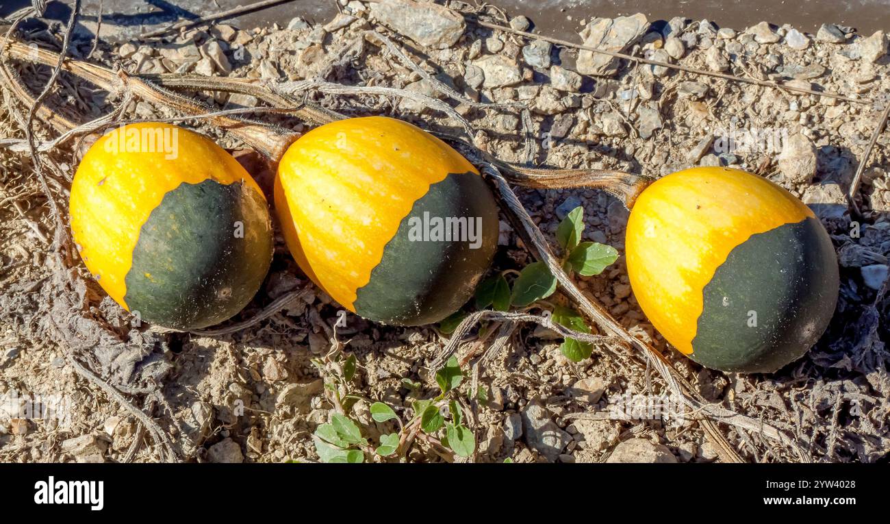 Colocynth 'Goblin Eggs', Cucurbita pepo 'Goblin Eggs' Stock Photo - Alamy