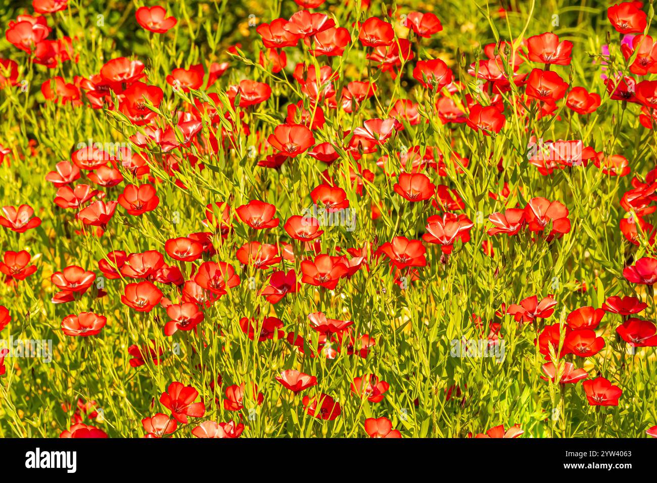 Scarlet Flax seed (Linum grandiflorum) 'Rubrum' Stock Photo - Alamy