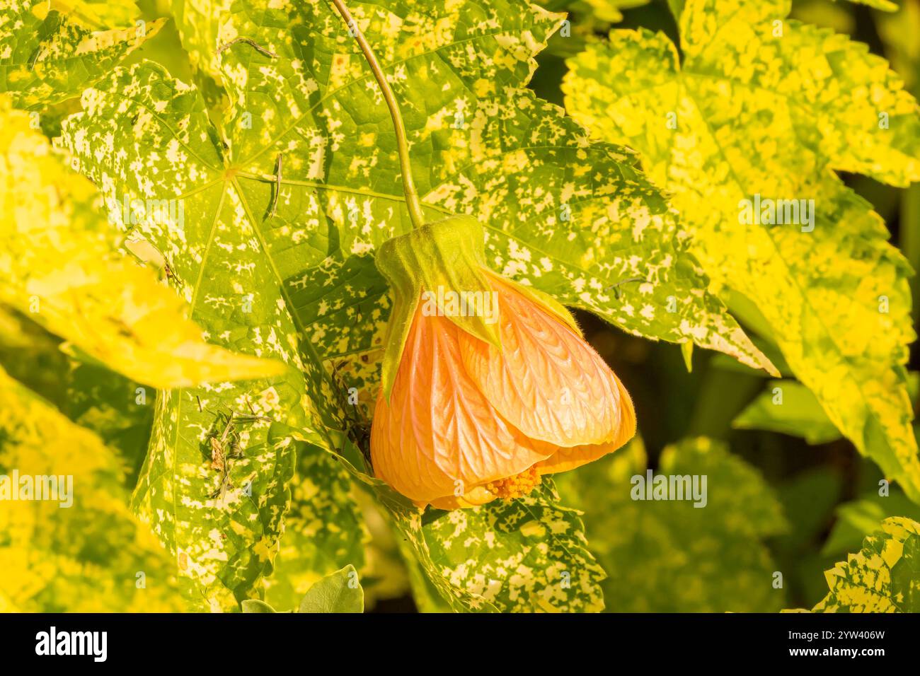 Painted indian mallow (Abutilon pictum) 'Thompsonii' Stock Photo - Alamy