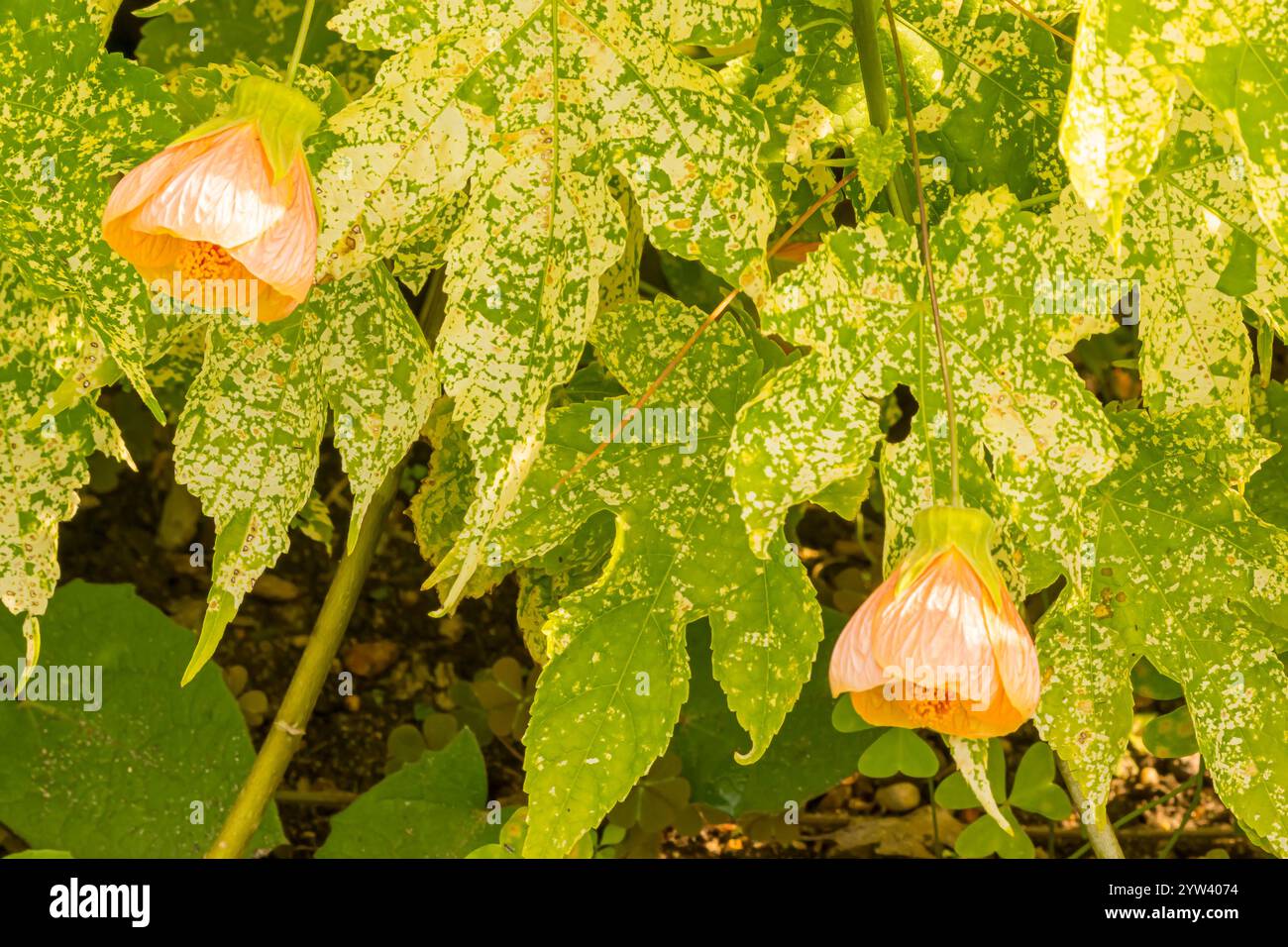 Painted indian mallow (Abutilon pictum) 'Thompsonii' Stock Photo - Alamy