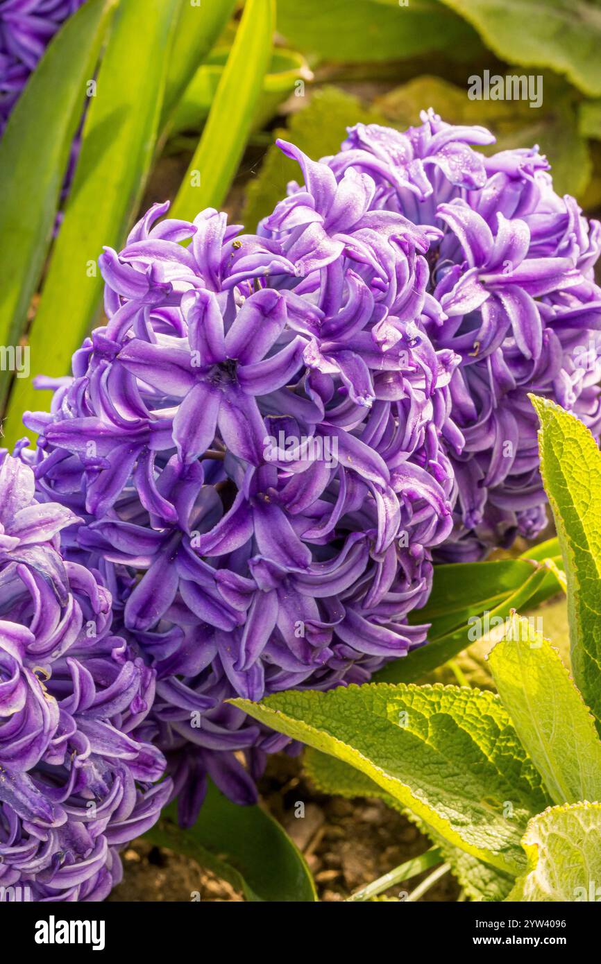 Garden hyacinth (Hyacinthus orientalis) 'Blue Jacket' Stock Photo - Alamy