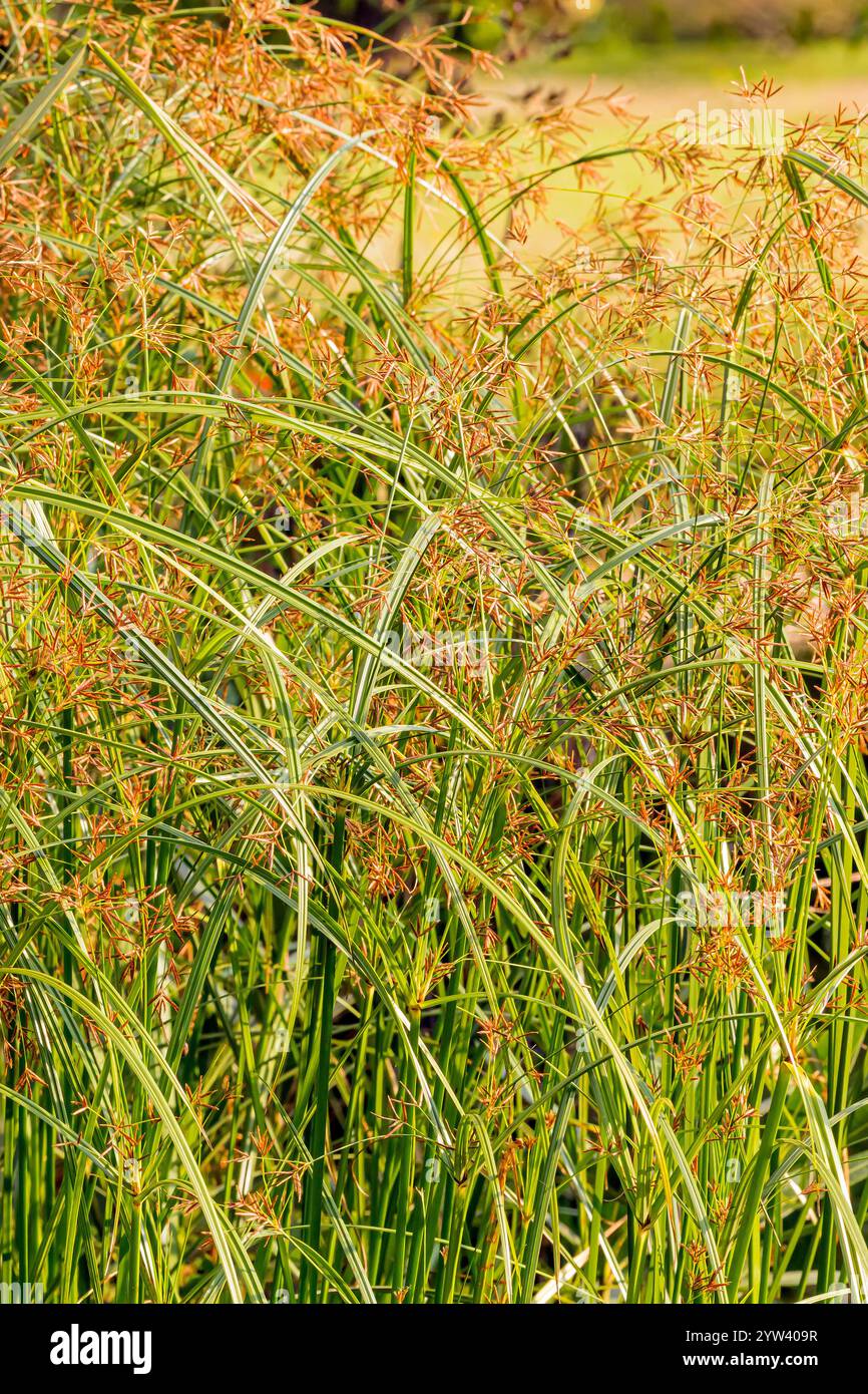 Sweet cyperus (Cyperus longus Stock Photo - Alamy