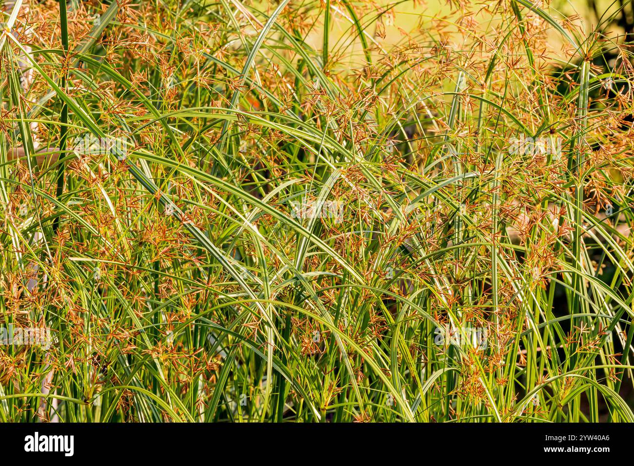 Sweet cyperus (Cyperus longus Stock Photo - Alamy