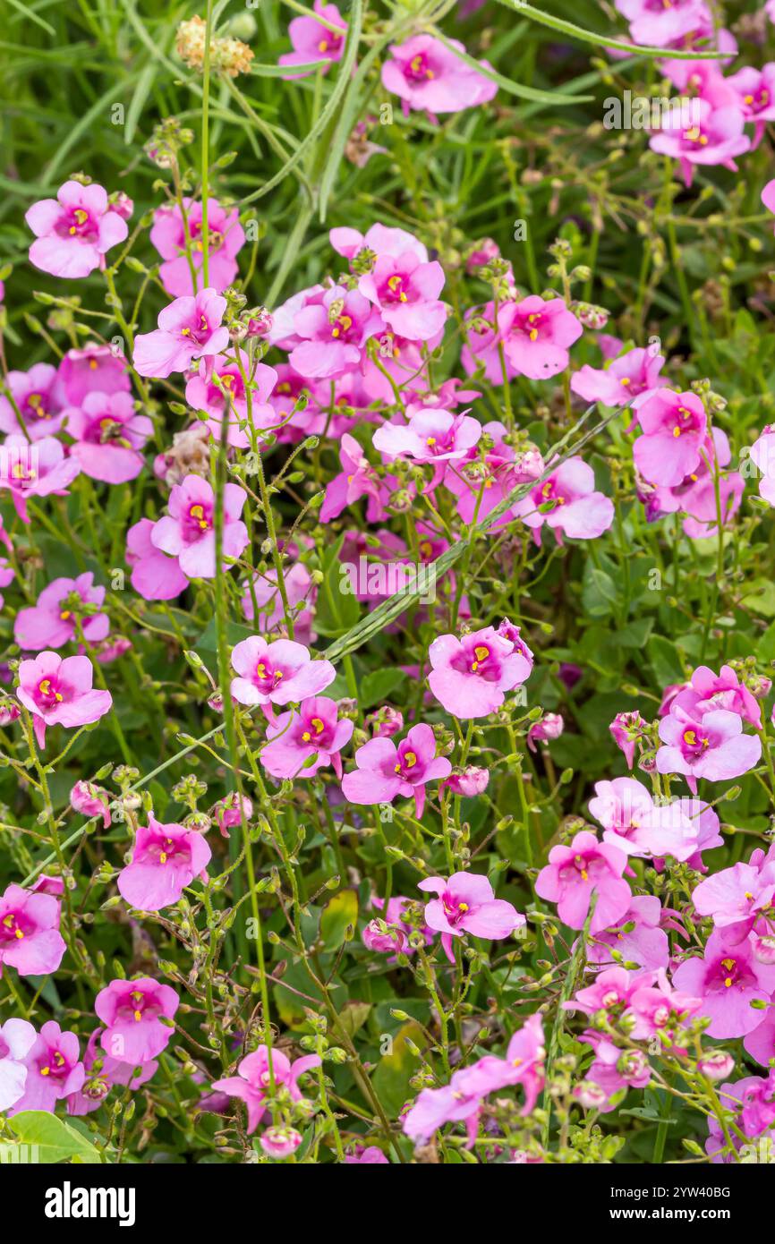 Twinspur (Diascia barberae) 'Flying Color Trailing Antique Rose ...