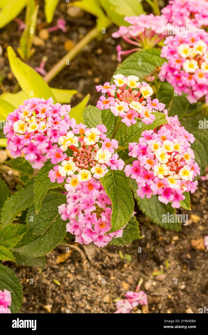 Lantana (Lantana camara) 'Rose', flowers Stock Photo - Alamy