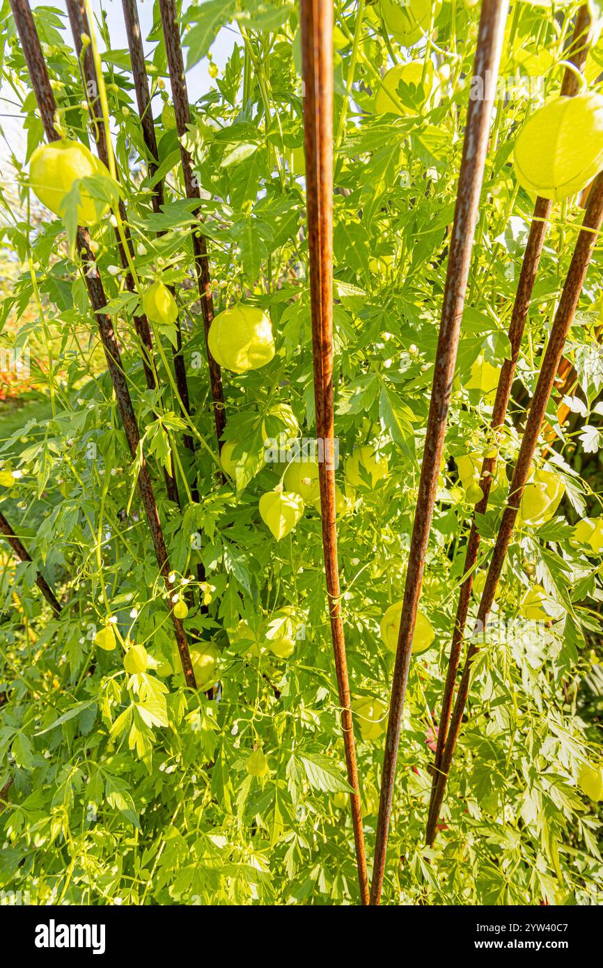 Lesser balloon vine (Cardiospermum halicacabum Stock Photo - Alamy