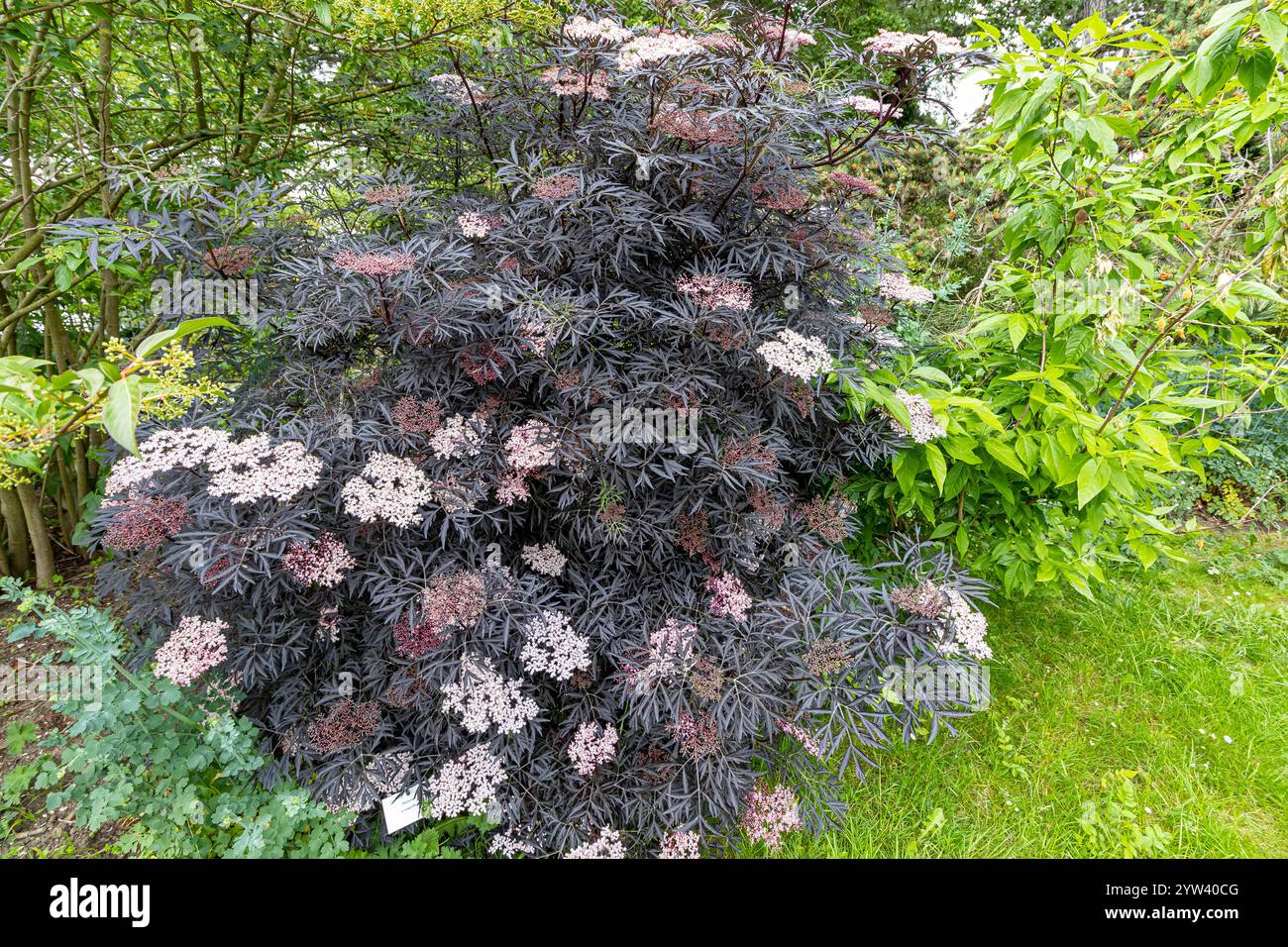 Black Elder (Sambucus nigra) 'Black Lace', in bloom Stock Photo - Alamy