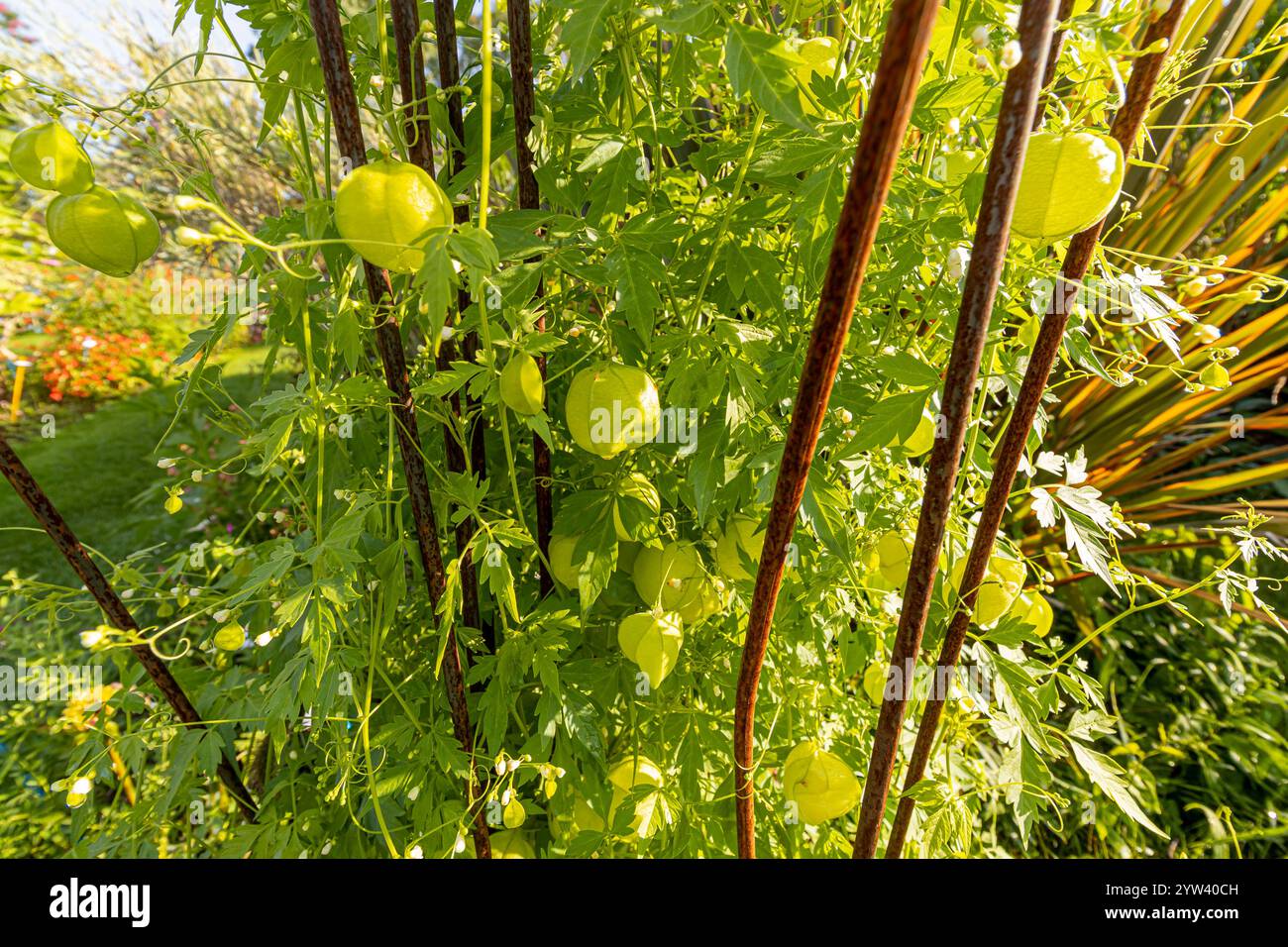 Lesser balloon vine (Cardiospermum halicacabum Stock Photo - Alamy